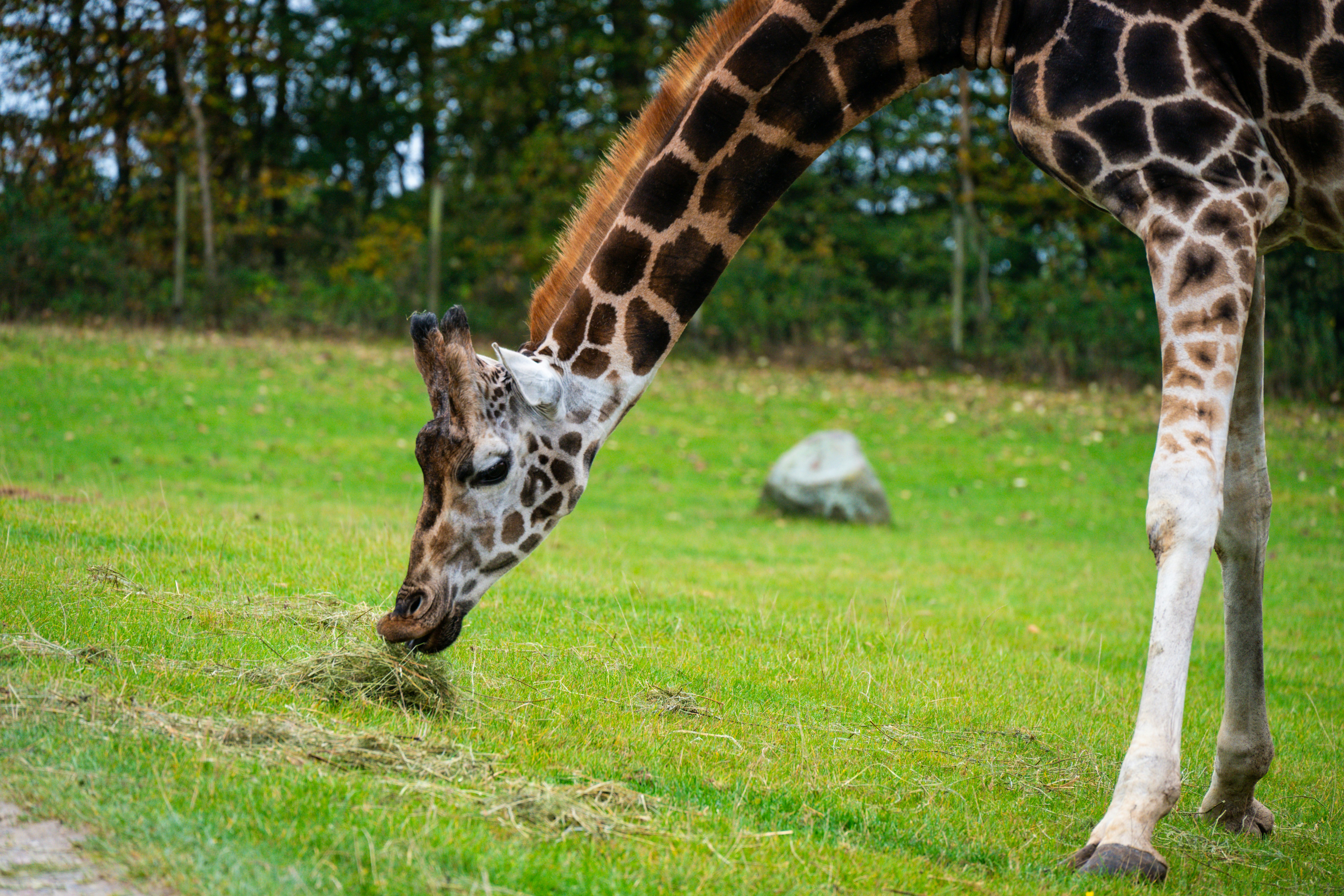 Giraffe Grazes in a Sunlit Field, Framed by a Quiet Tree Line