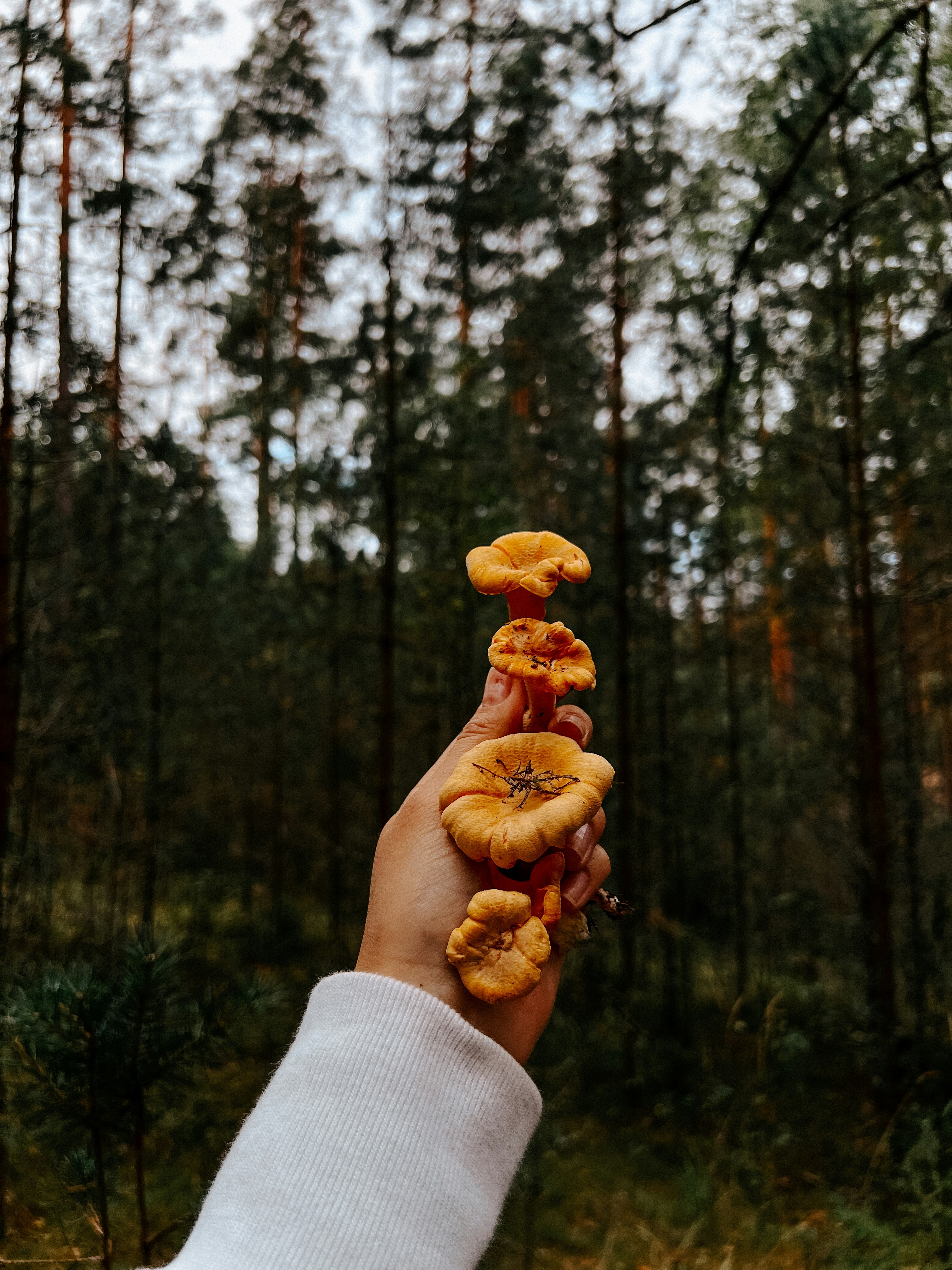 Handful of Golden Cups: Orange Mushrooms in a Quiet Pine Forest