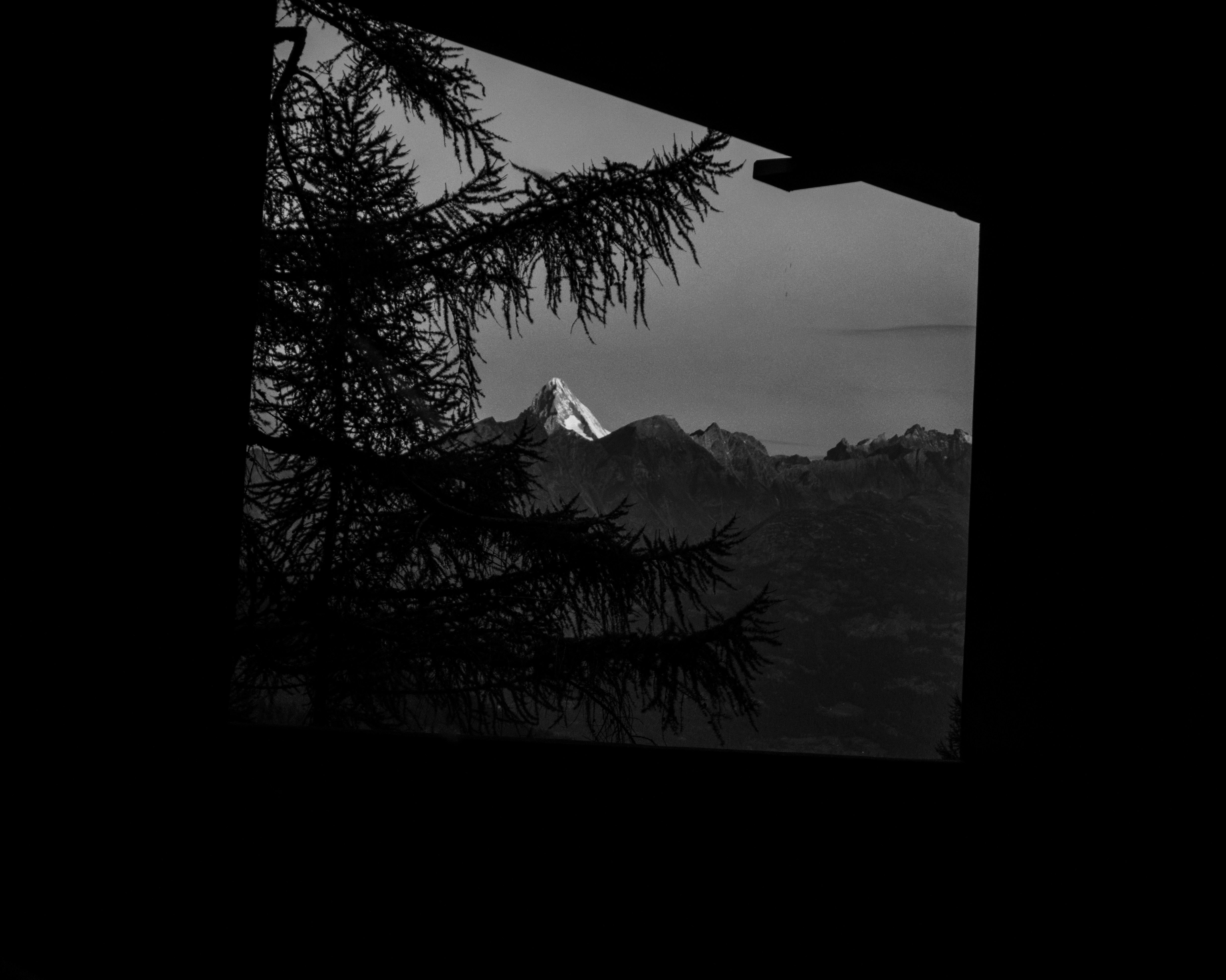 Snow-capped mountain peak seen through trees
