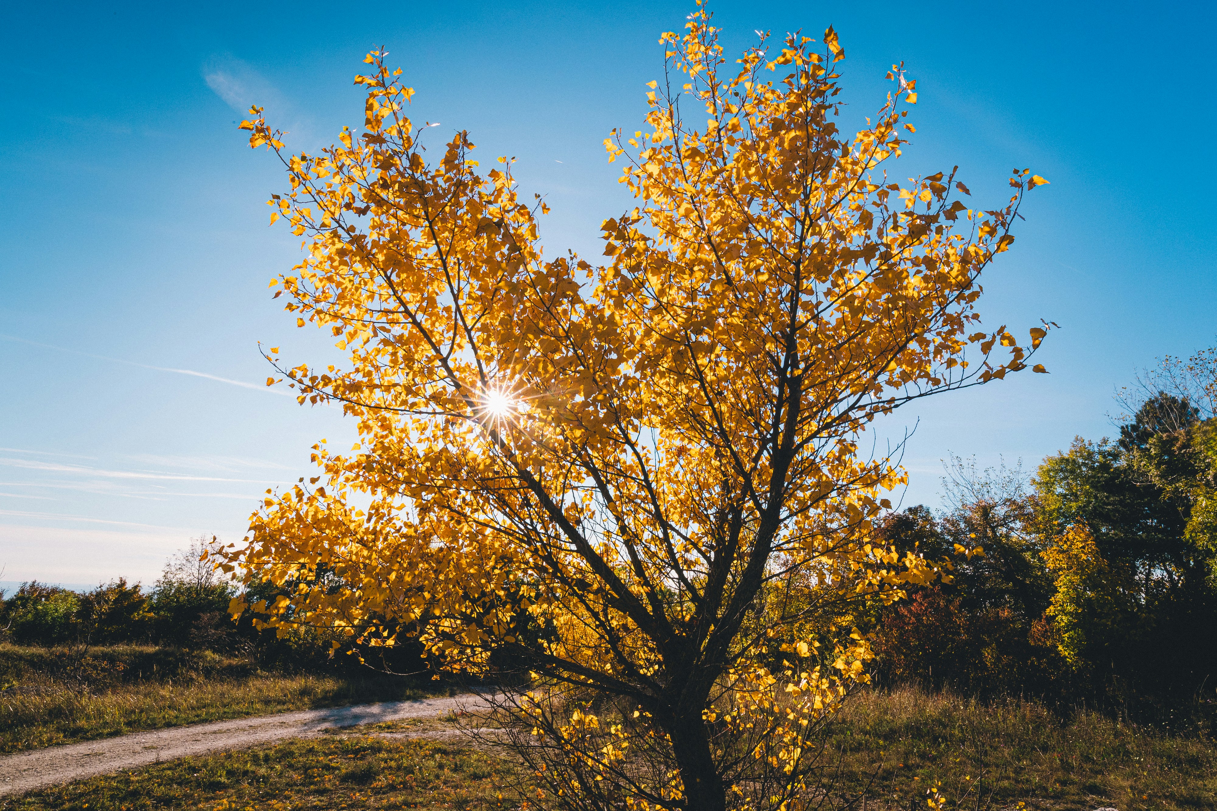 Golden Canopy: Autumn Sunlit Orchard Tree in a Quiet Field