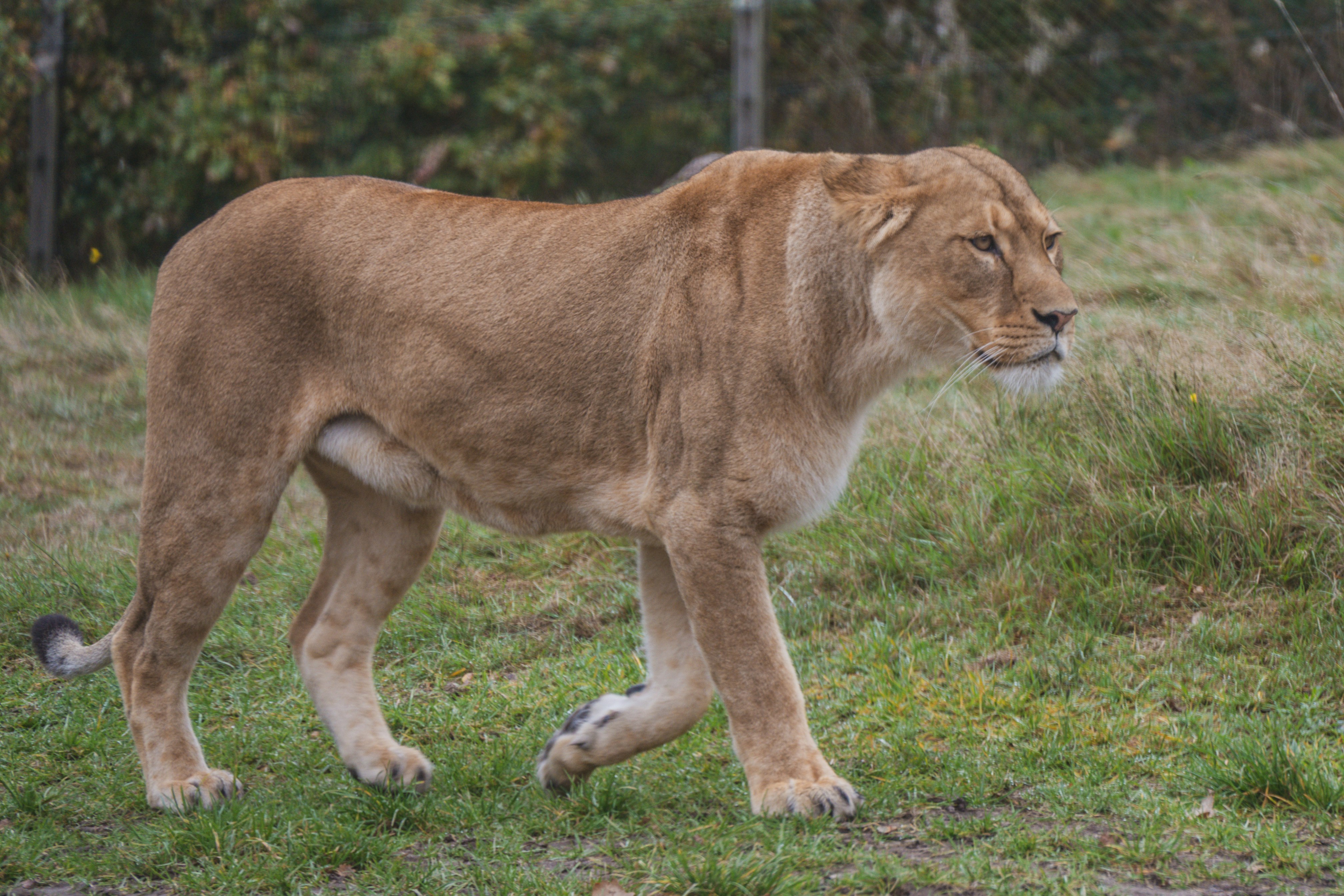 Graceful Stride of the Wild