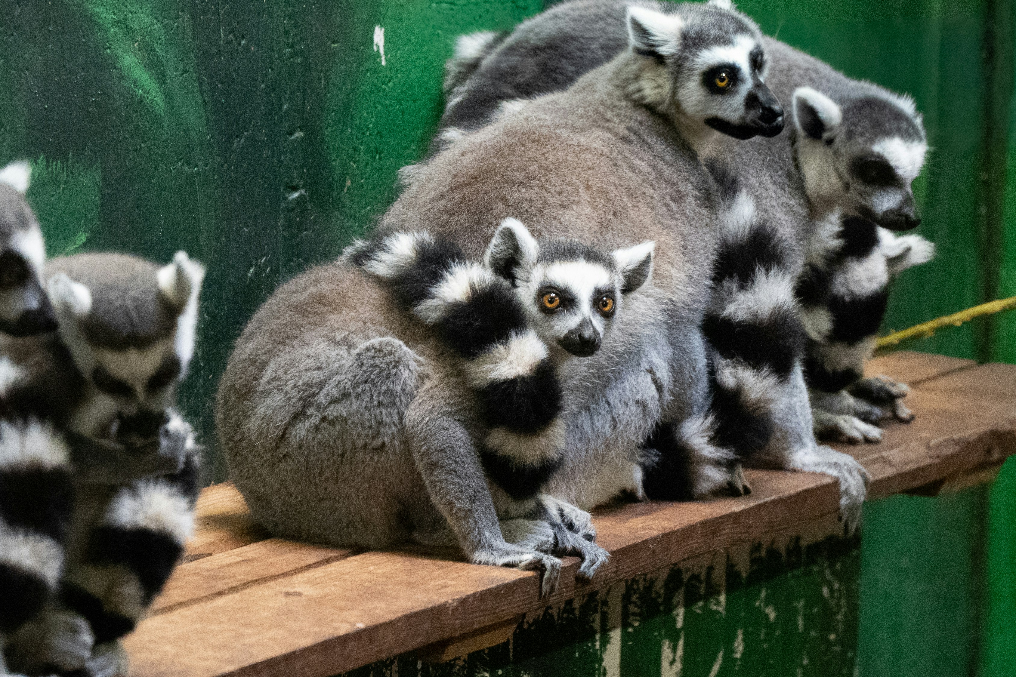 Lemur Assembly: A Close-Knit Band on a Wooden Perch under a Green Wall