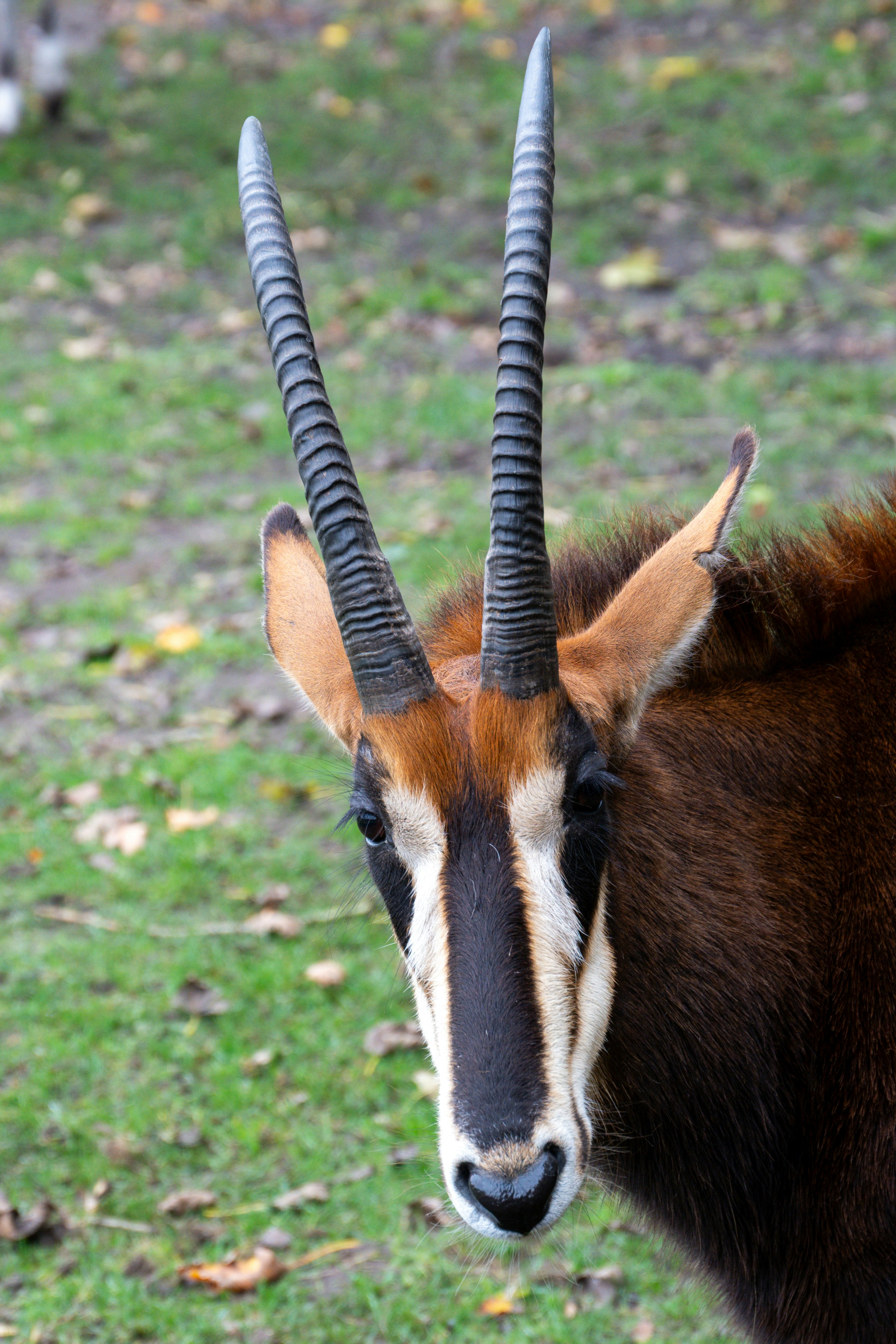Twin-Horned Gemsbok Portrait in a Quiet Grassland