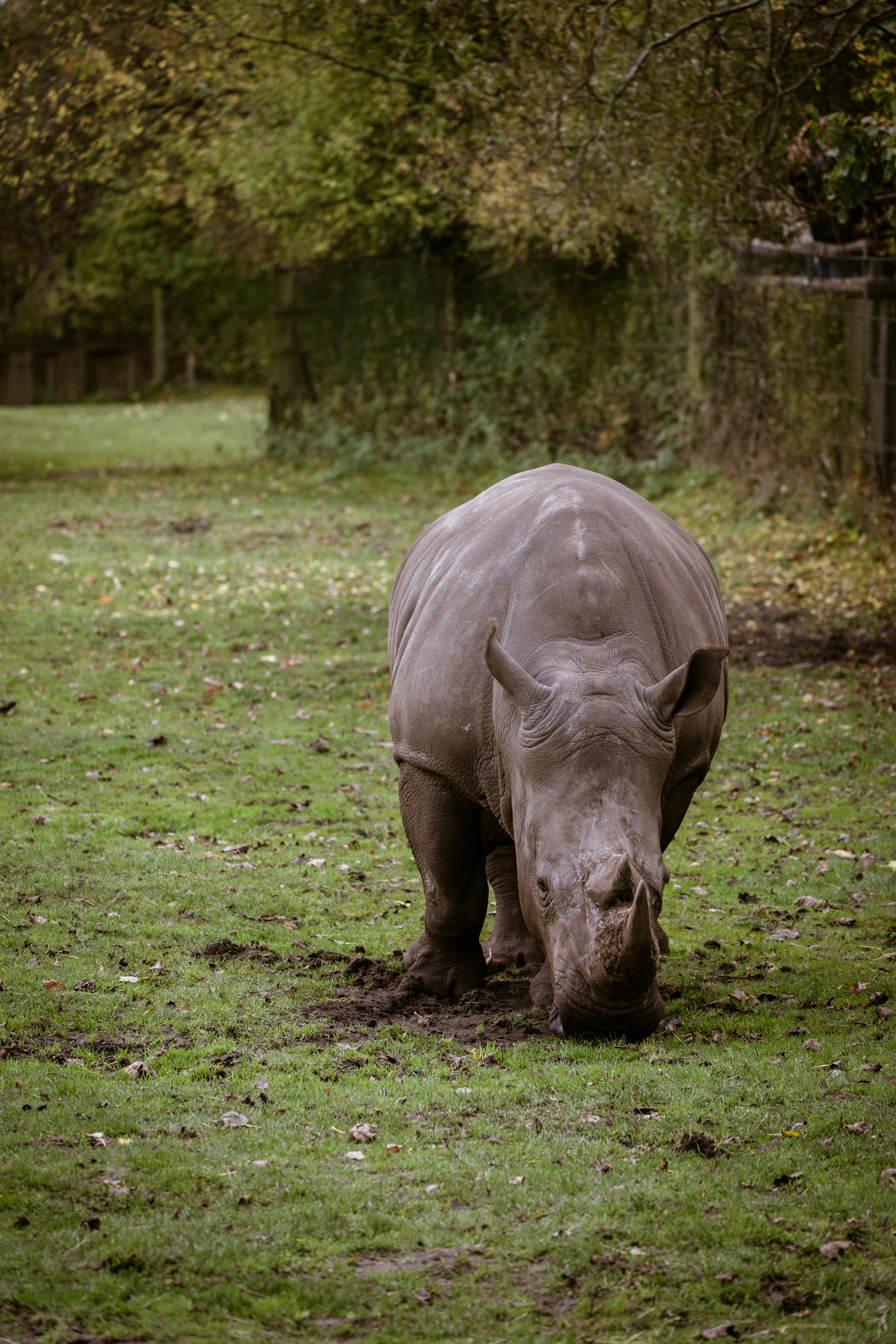 Rhino Grazing at the Park Edge: a calm, sunlit encounter