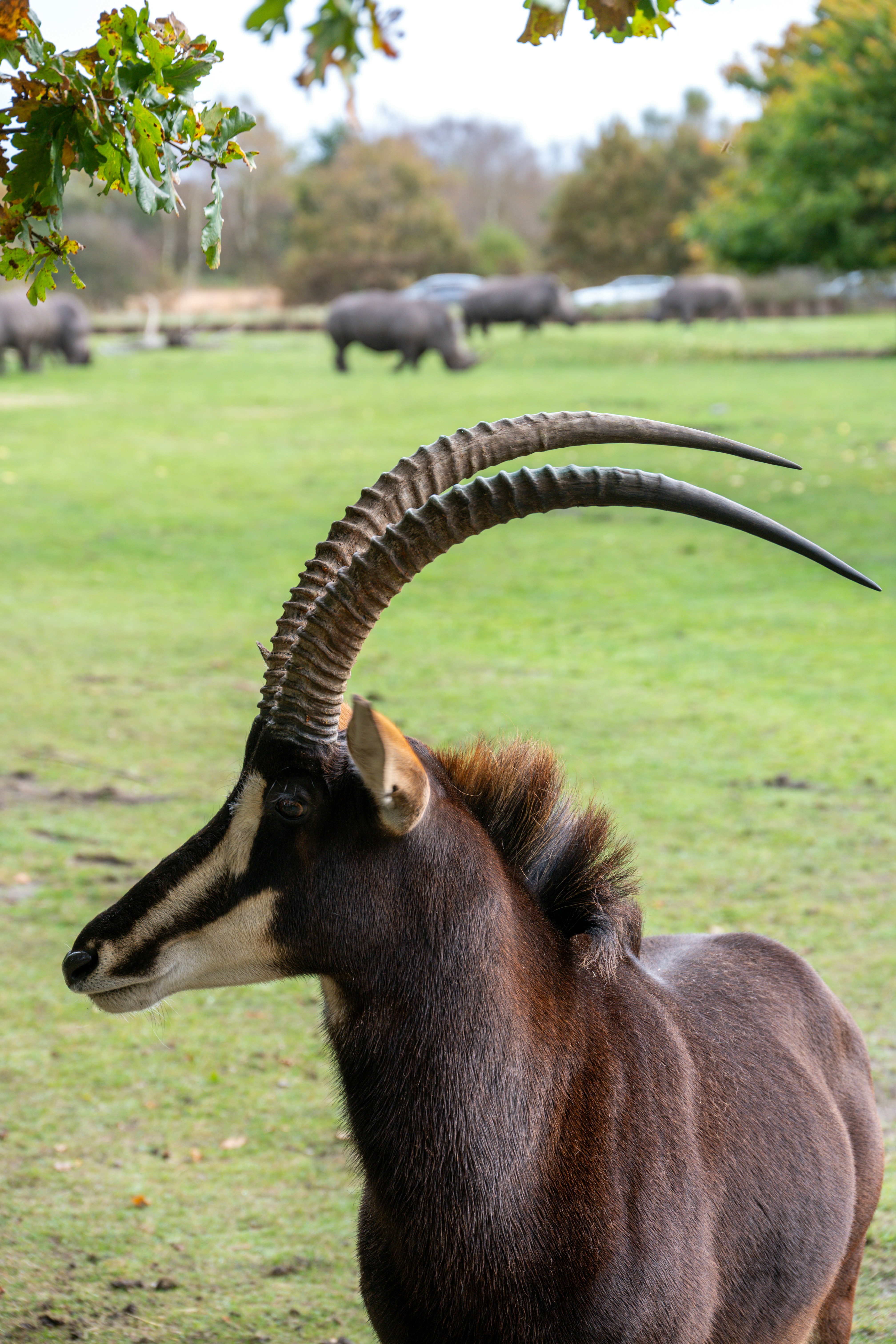 Horns in Focus: The Sable Sentinel in the Field