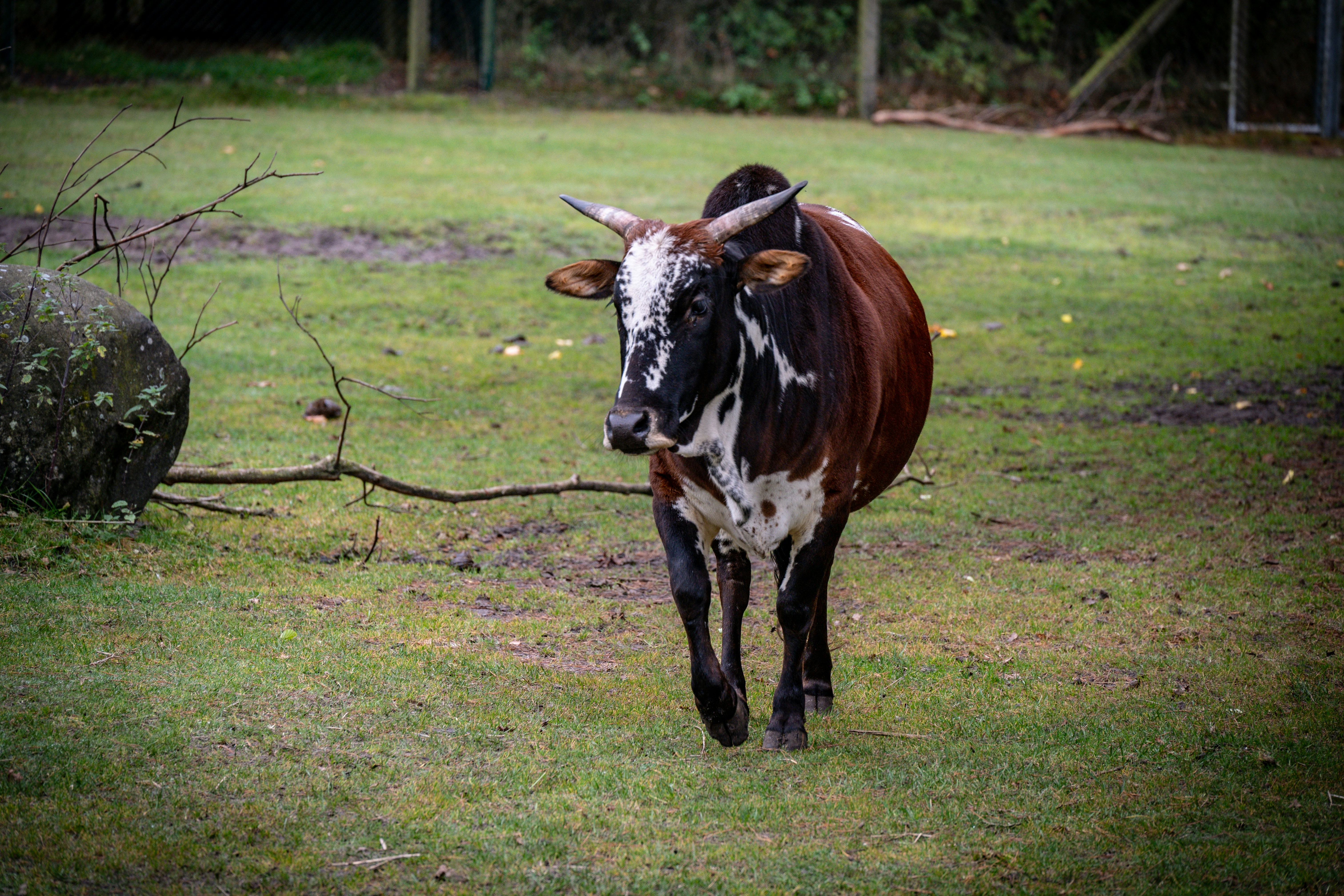Pasture Portrait: a black-and-white cow strides through sunlit grass