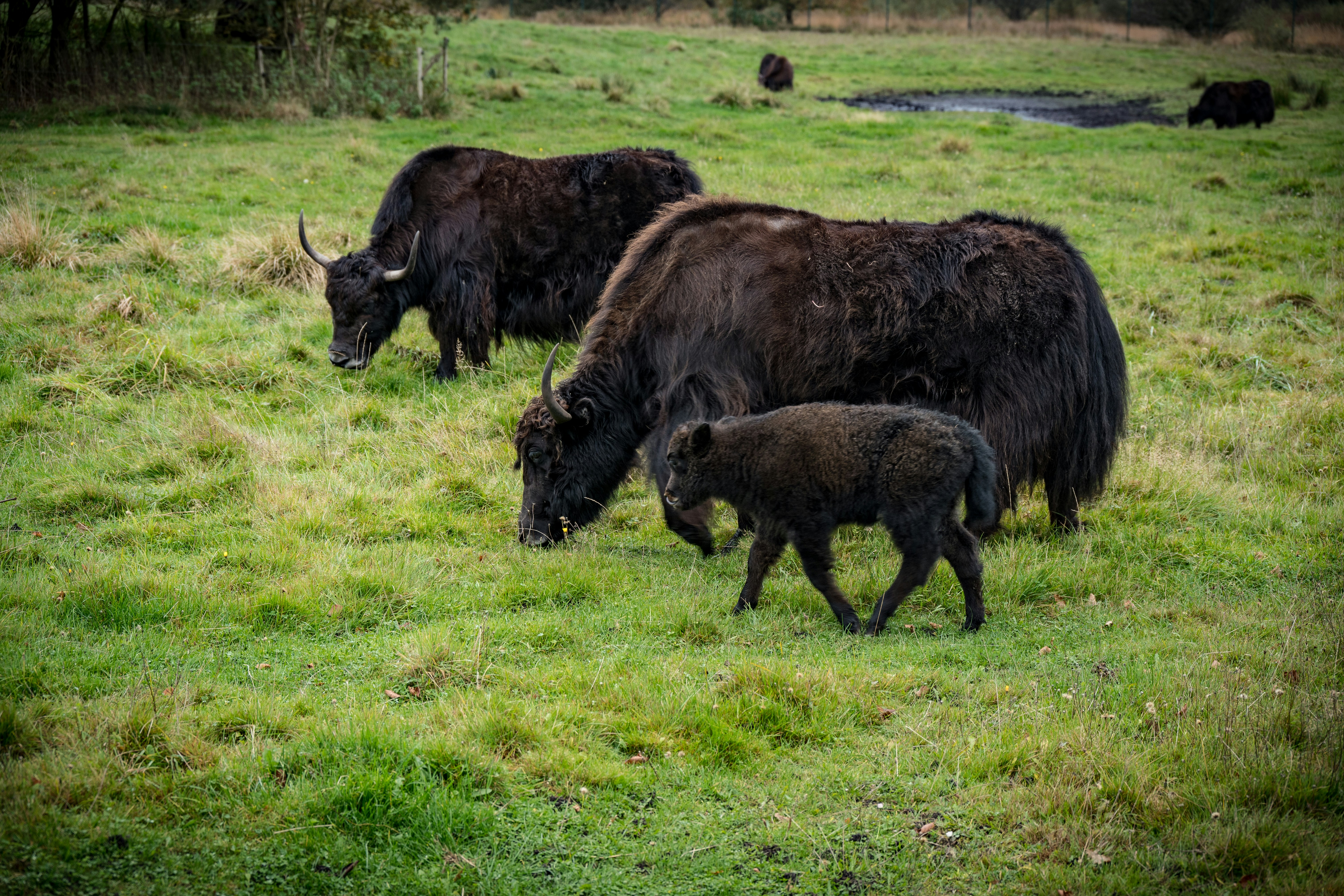 Calf at the Forefront: A Quiet Graze Among Wildebeest on a Lush Field