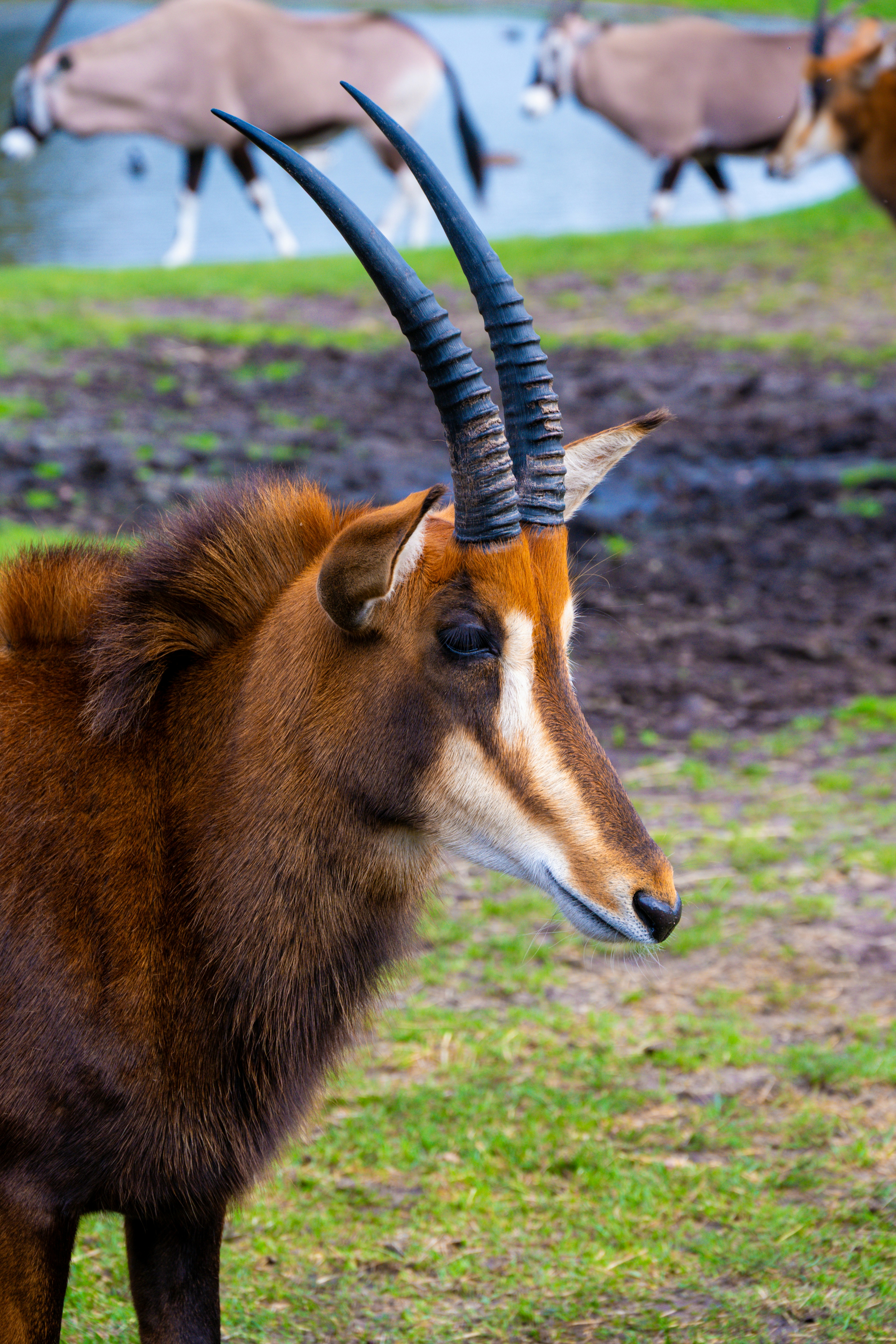 Horns by the Riverbend: A Close Portrait of a Sable Antelope