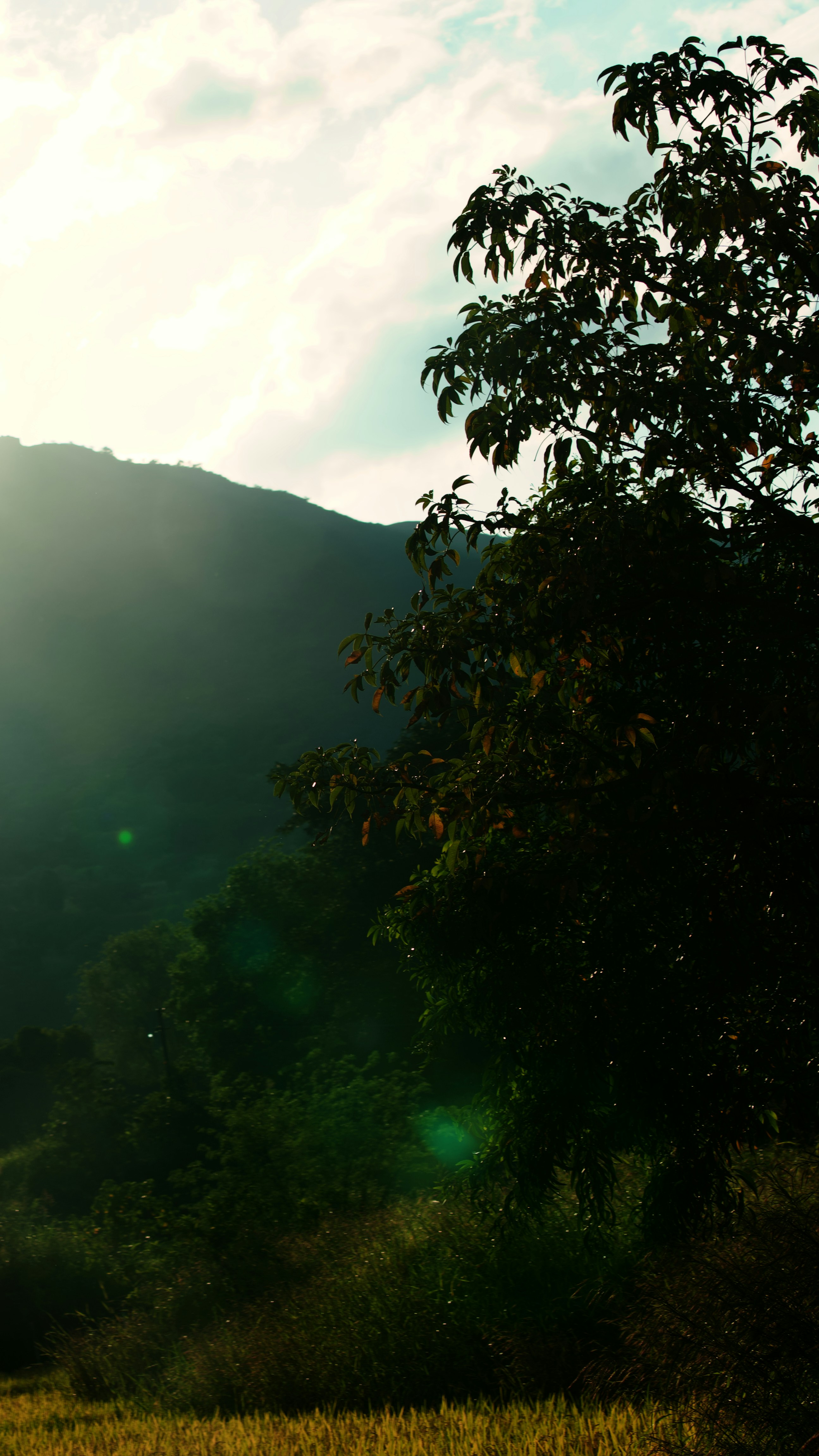 Silhouetted tree against a hazy mountain backdrop as the sun begins to rise, casting soft light across the landscape.