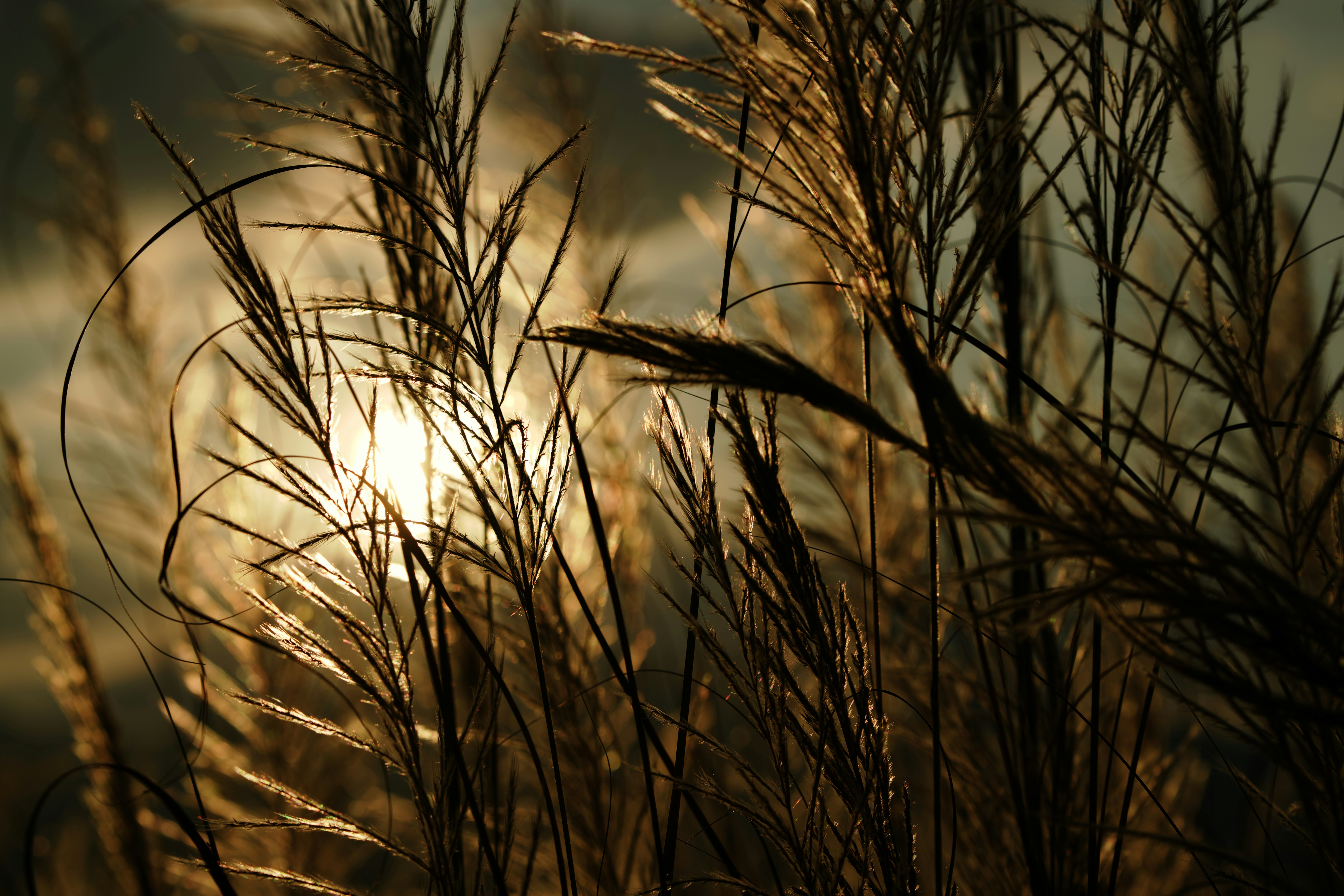 Silhouetted grass sways gently in the foreground, framed by a glowing sunset in the background.