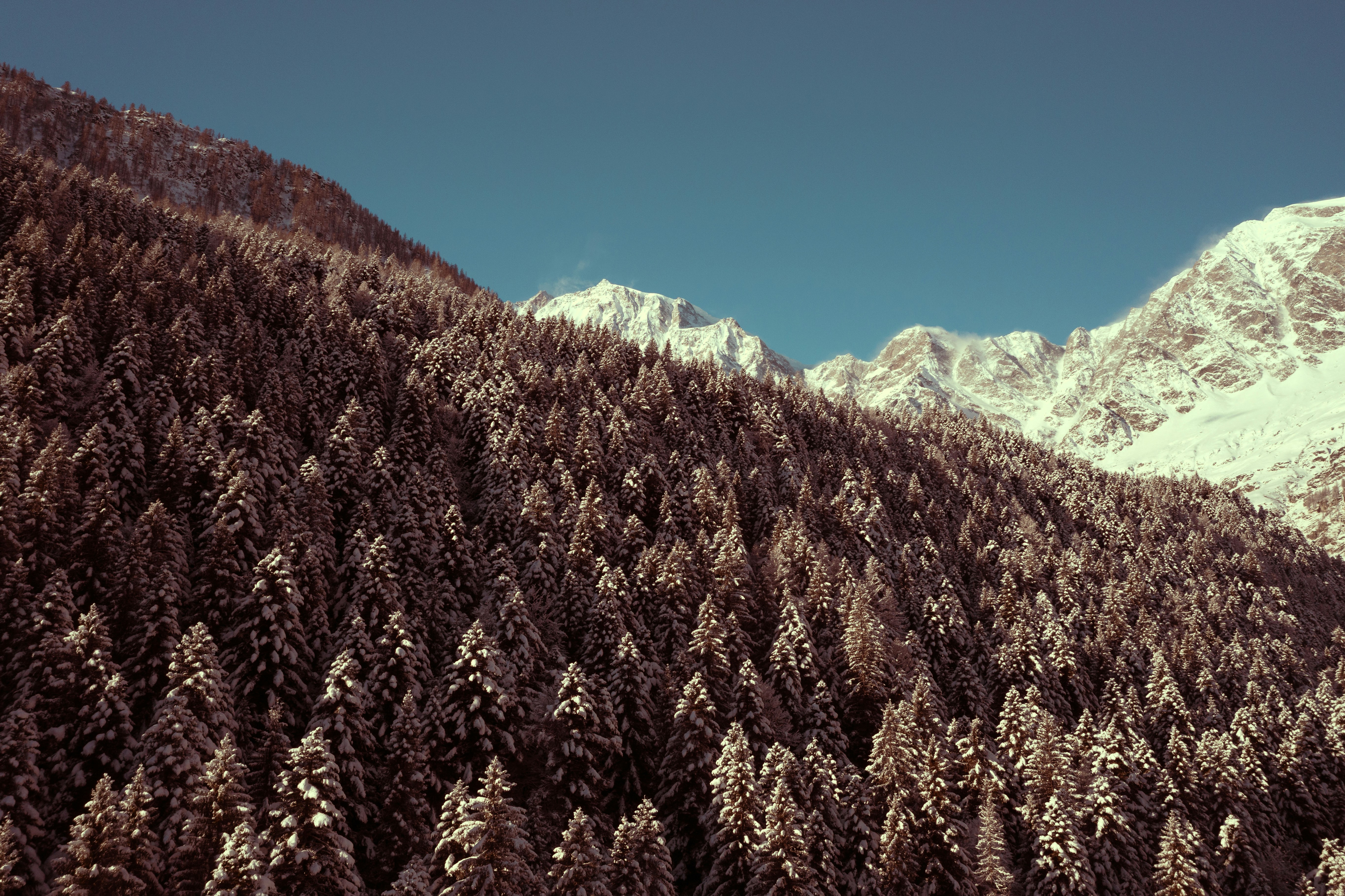 Snow-covered pine forest with majestic mountains in the background under a clear blue sky.