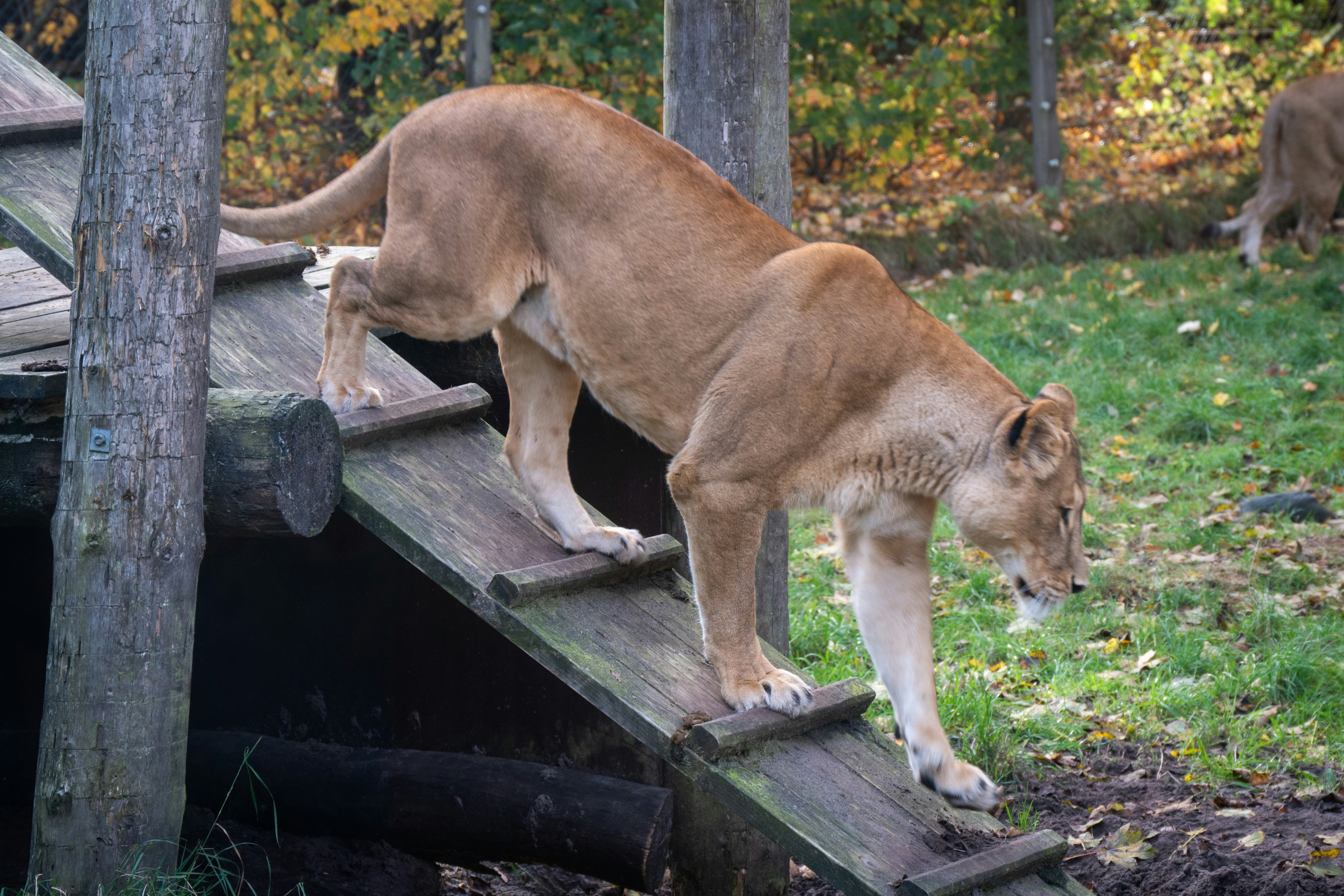 Autumn Descent on Wooden Steps: a tawny big cat navigates a park staircase