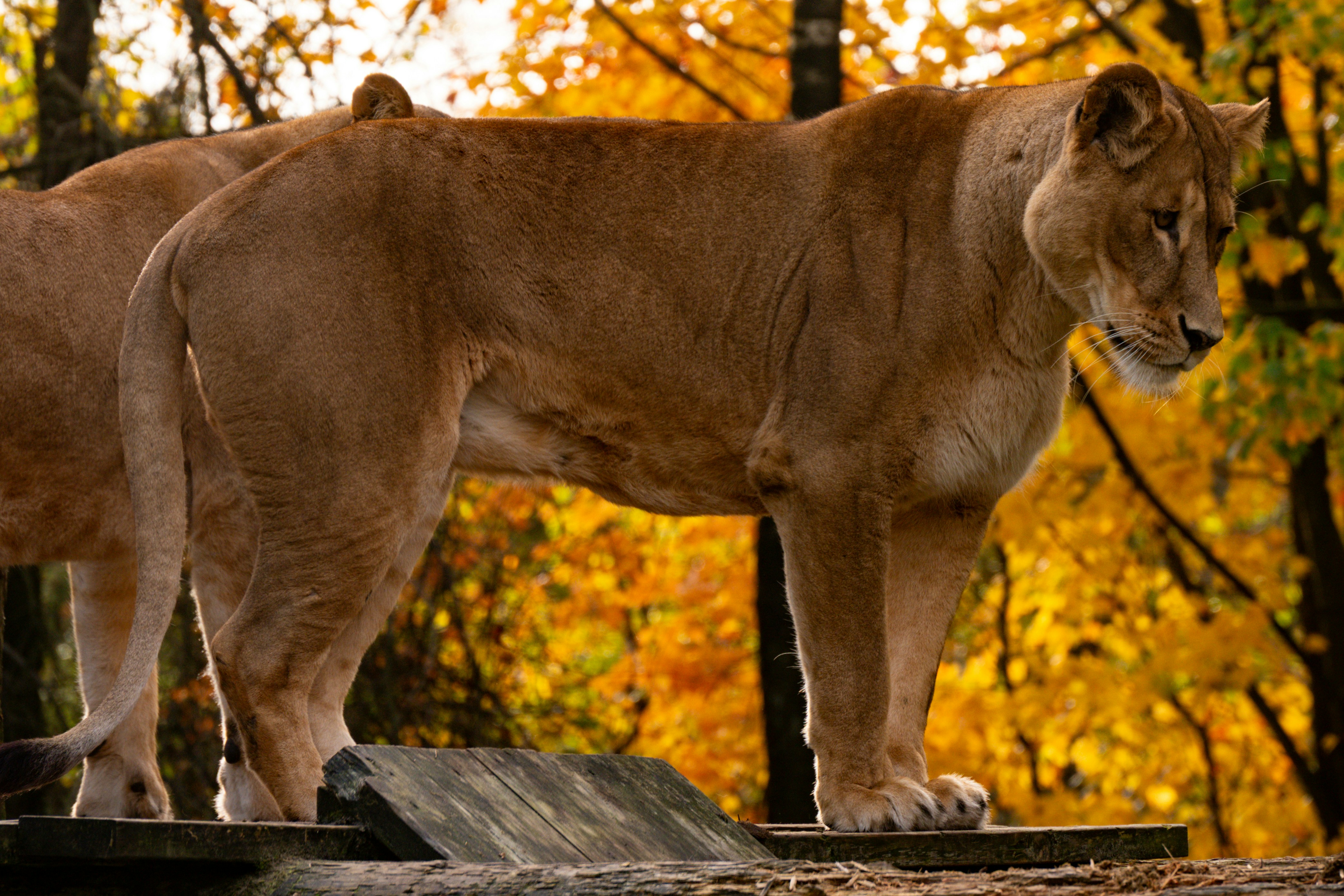 Lioness poised on a platform, surrounded by vibrant autumn foliage. The warm colors enhance the scene's natural beauty.