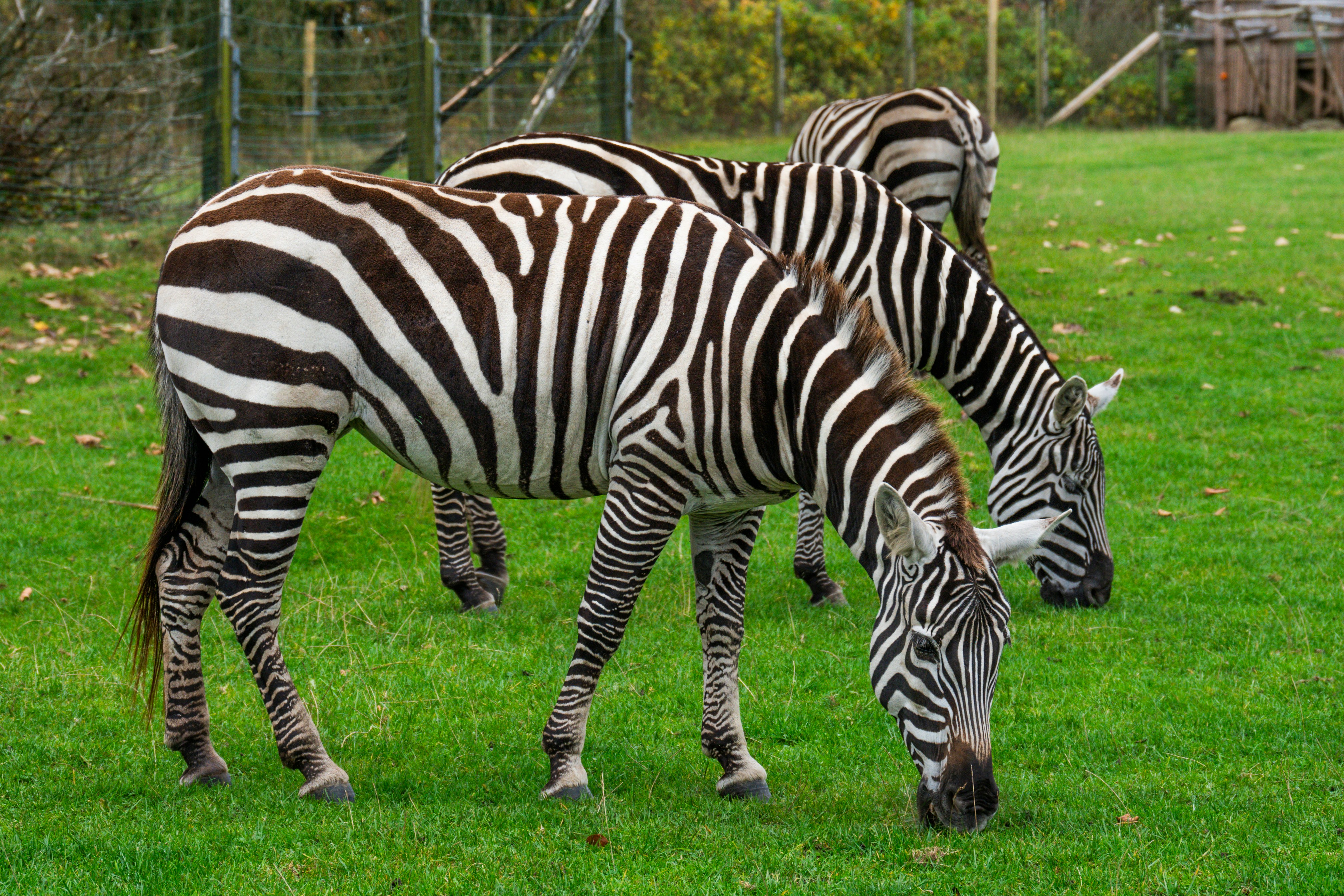 Stripe Focus: Trio of Zebras Grazing in a Sunlit Meadow