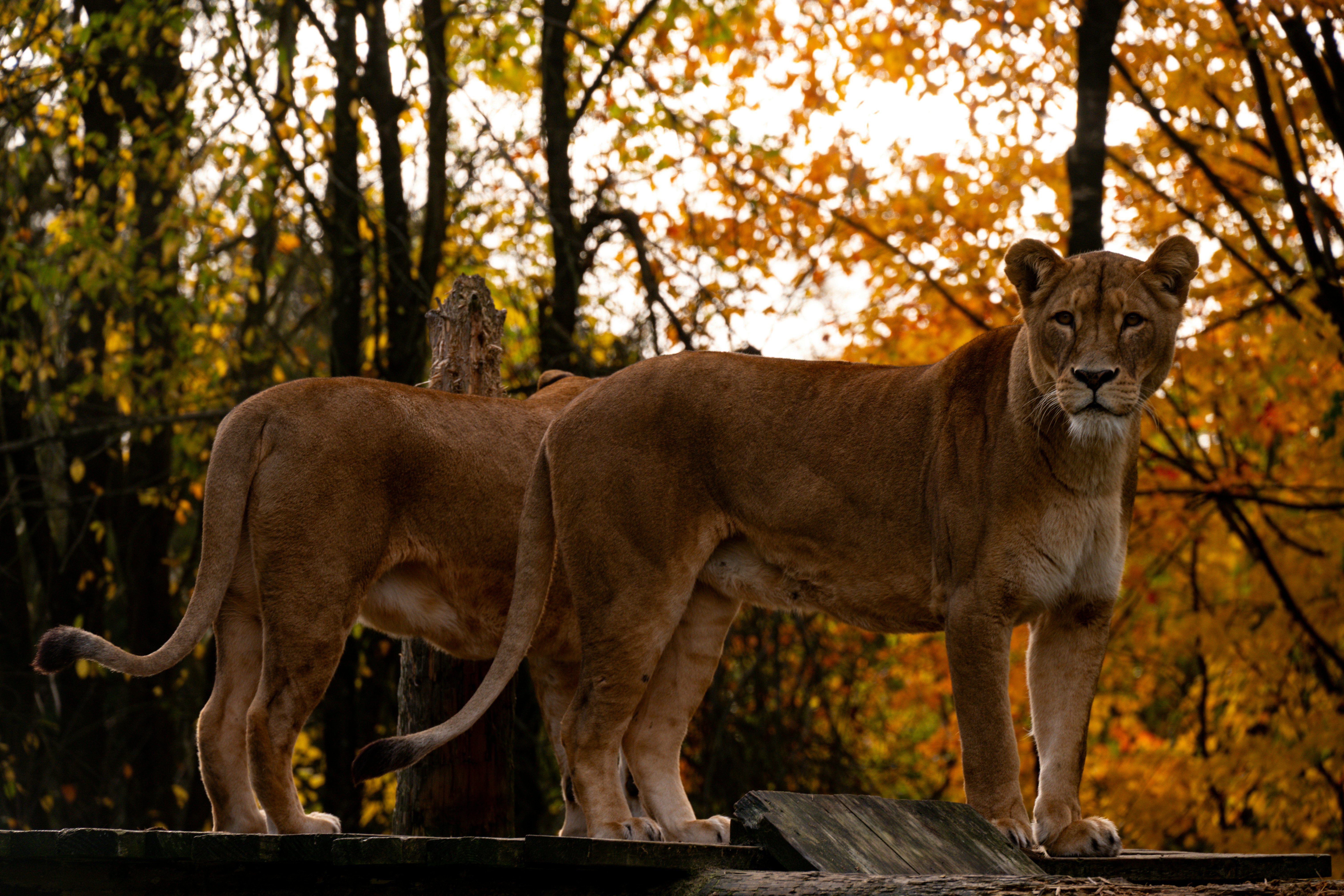 Twin Cougars on a Weathered Log Beneath a Golden Forest