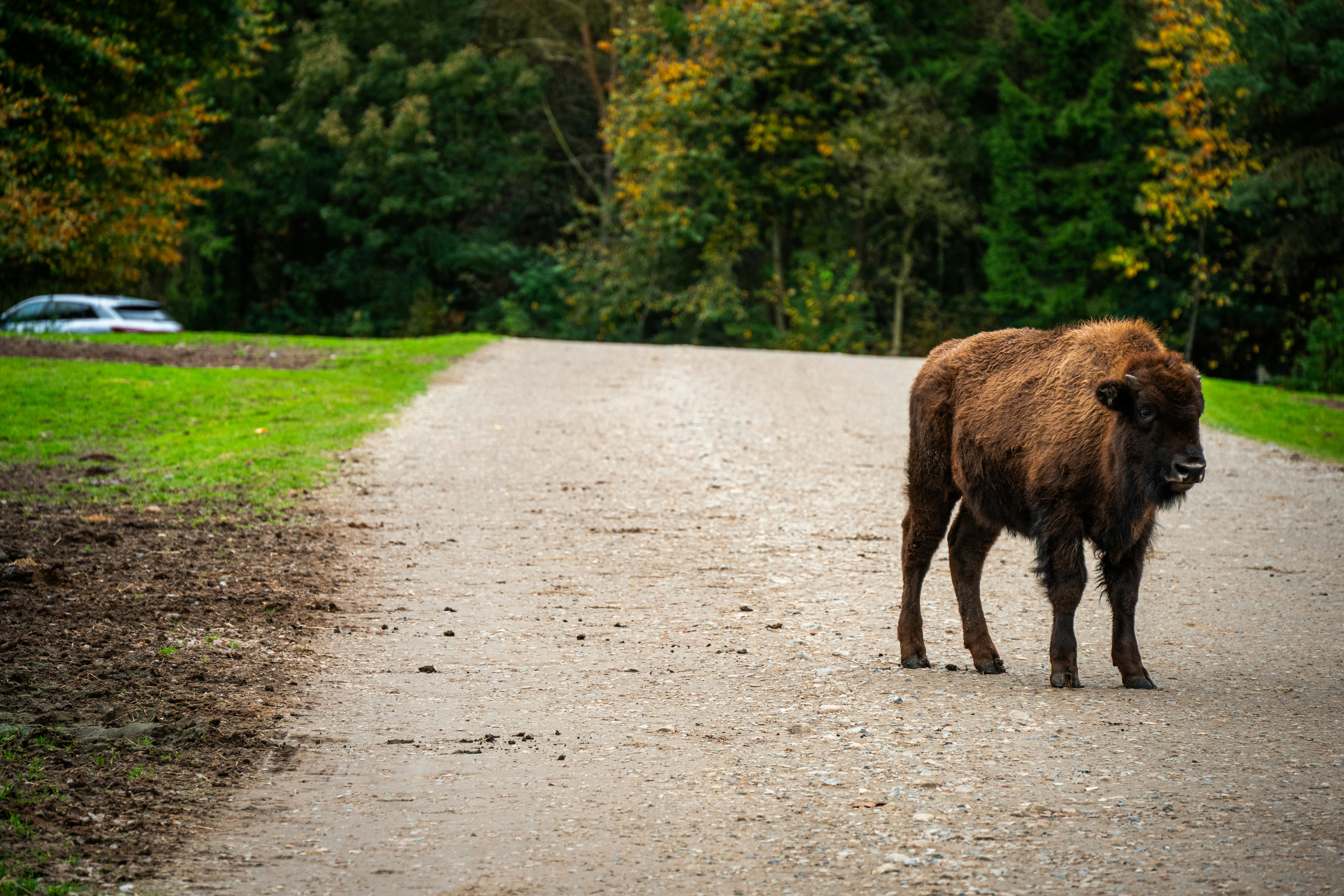 Solitary Bison on a Gravel Road Under Autumn Canopy