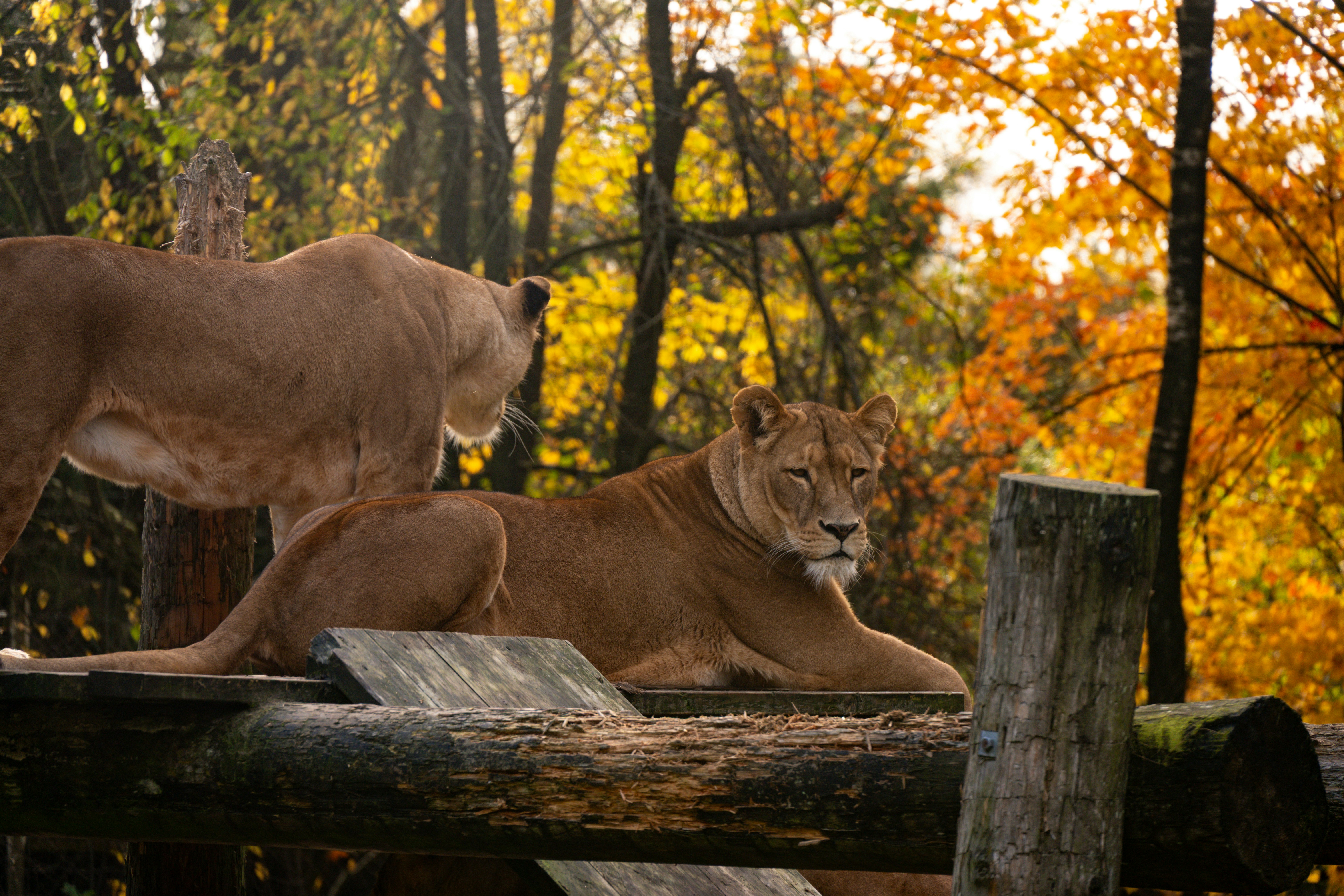 Golden Hour Sentinels: Lions Repose on Weathered Logs Amid Autumn Woods