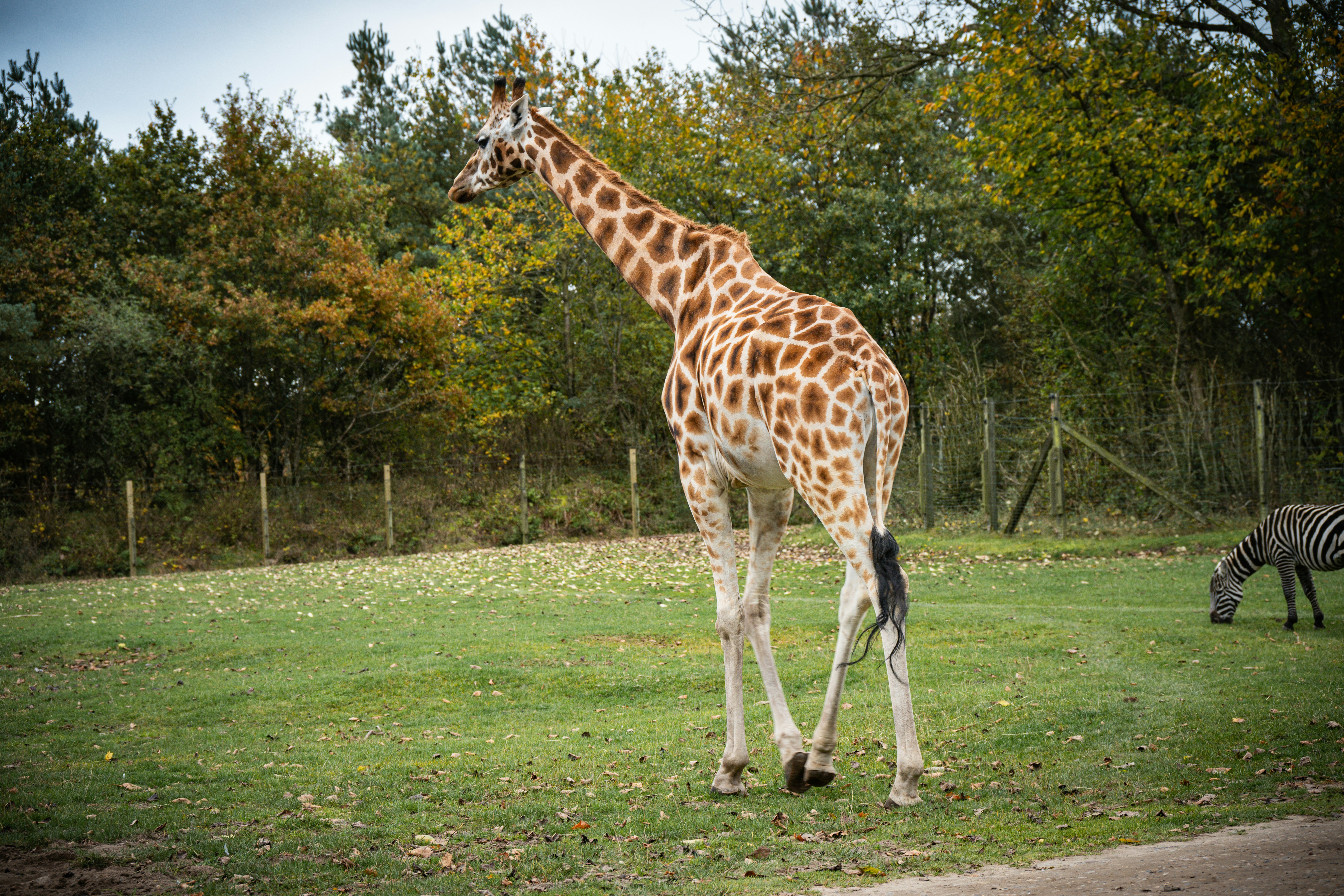 Giraffe Watch: Quiet Wildlife Portrait in a Field