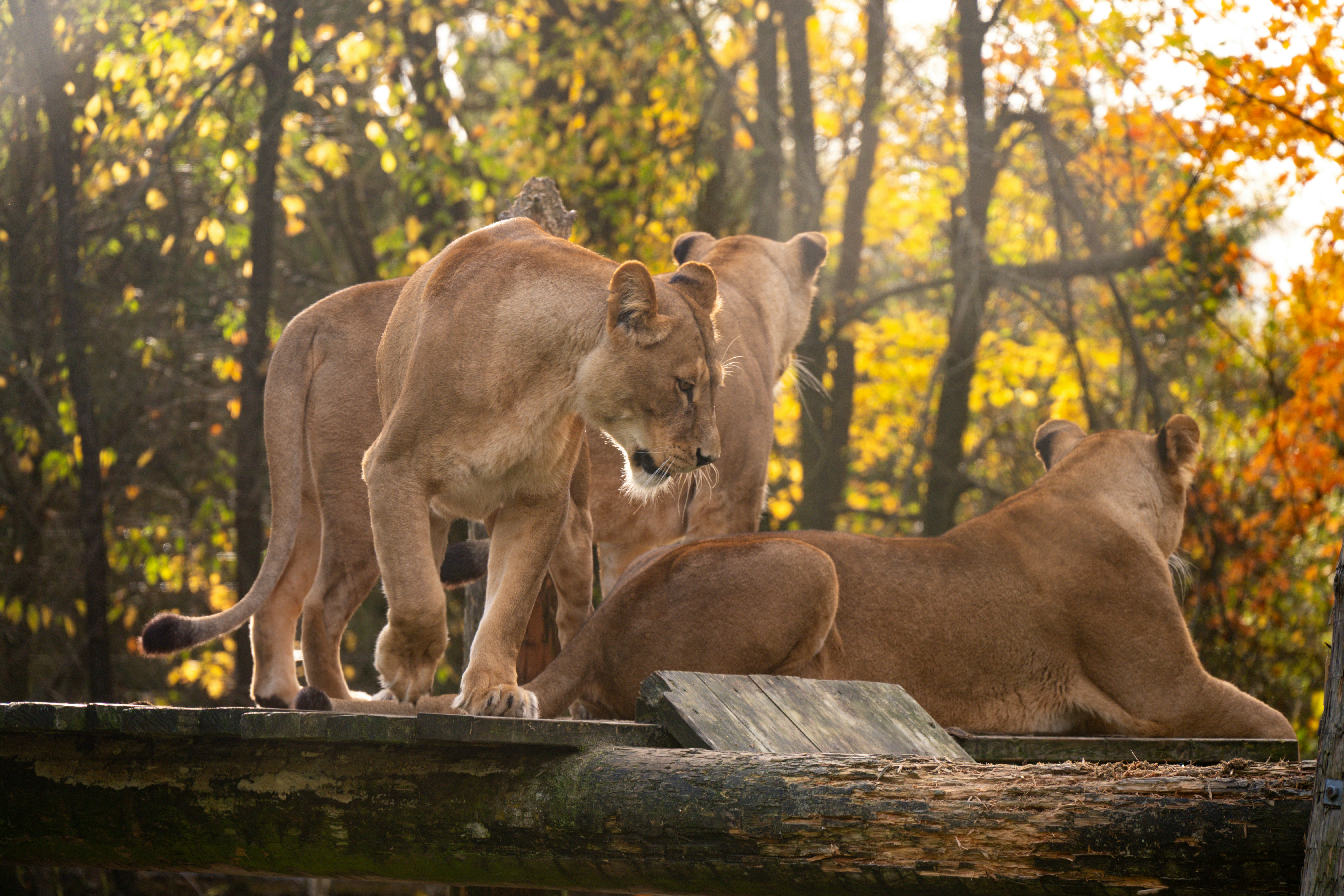 Photo by Julia Taubitz with Nikon Z6 III