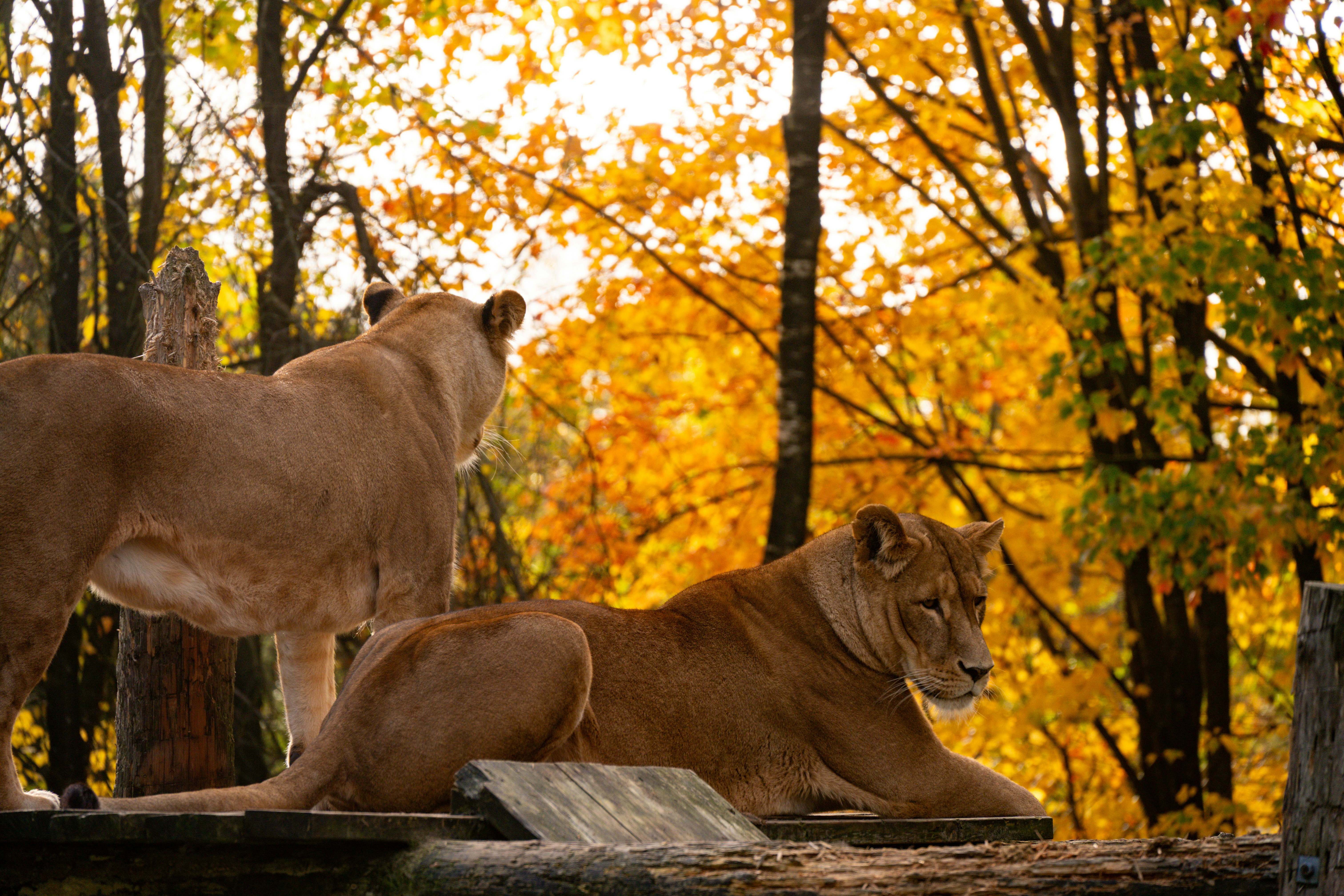 Amber Canopy Rest: Two Mountain Lions Lounge on a Sunlit Log