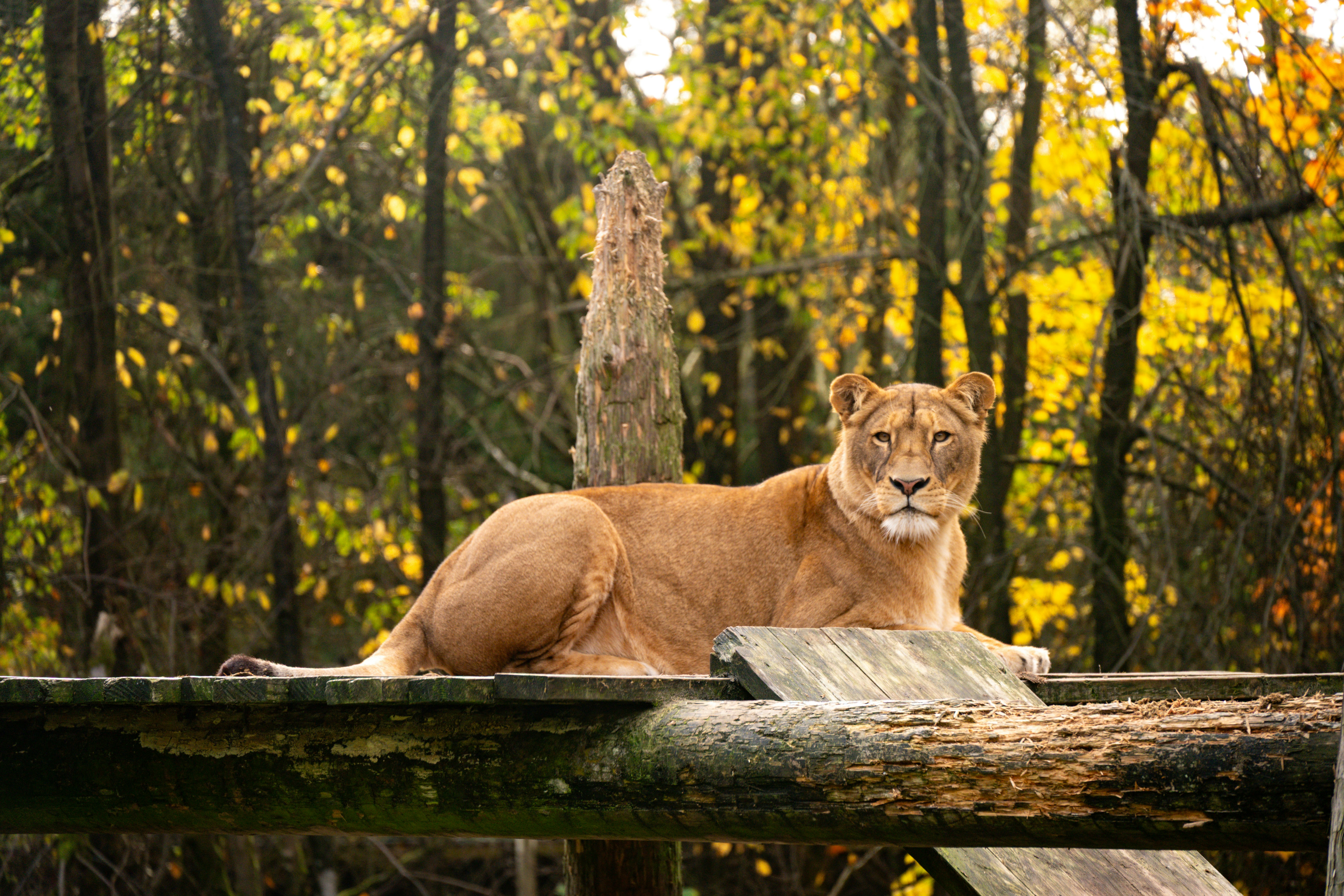 Lone cougar on a weathered log beneath autumn canopy