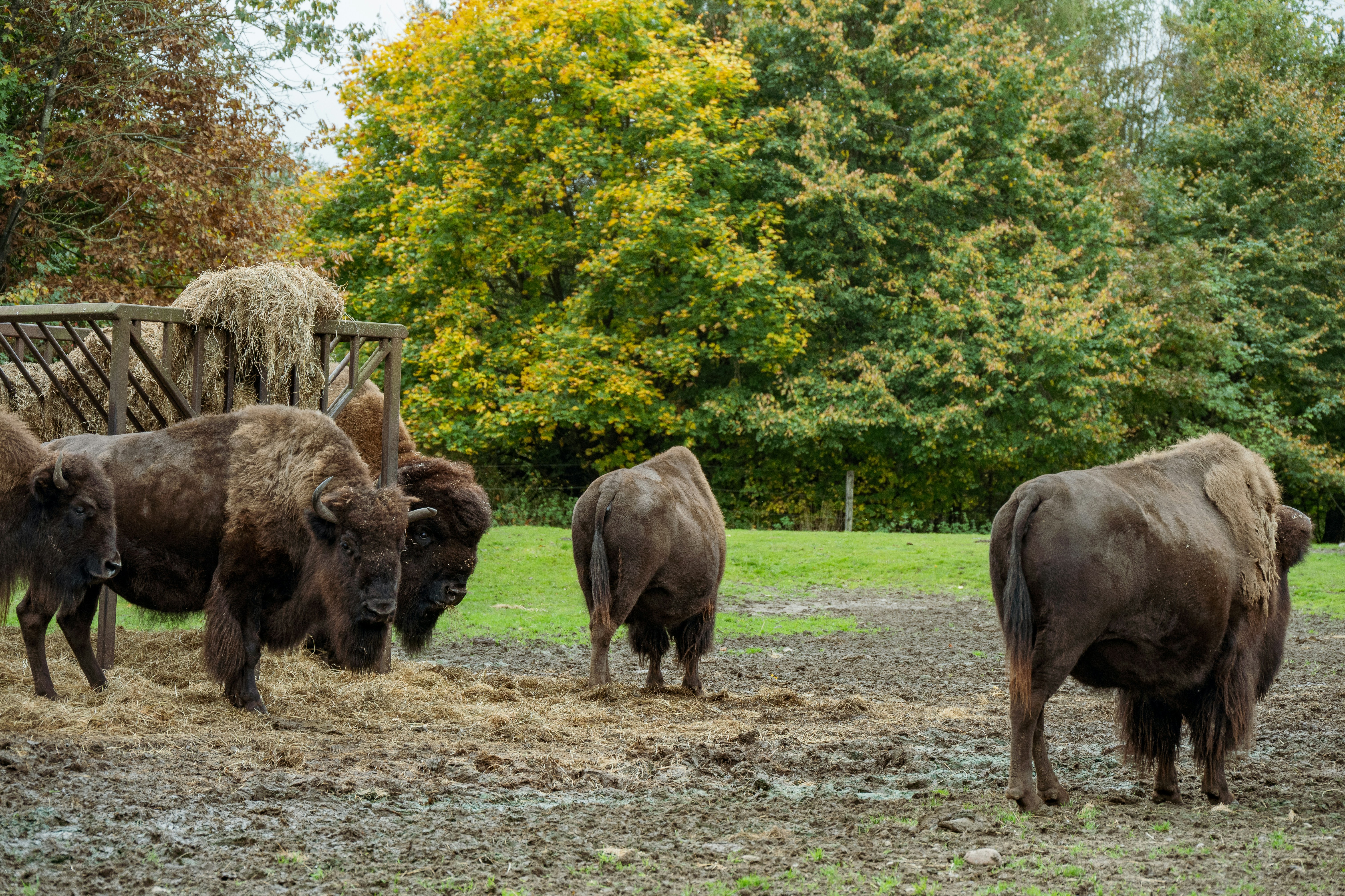 A herd of bison grazing in a grassy field.