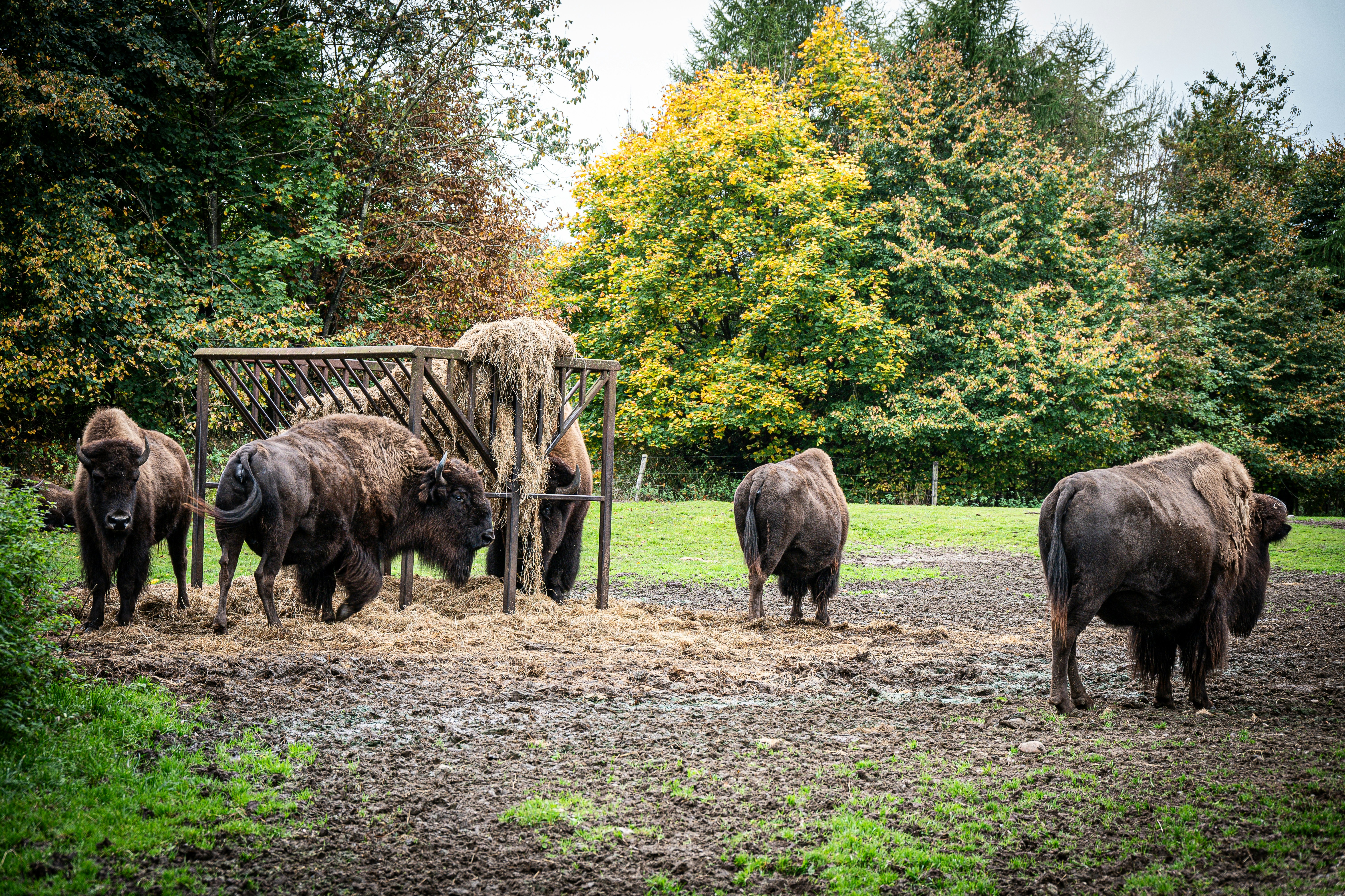 Herd at Dusk: Buffaloes Gather Near a Feeding Fence