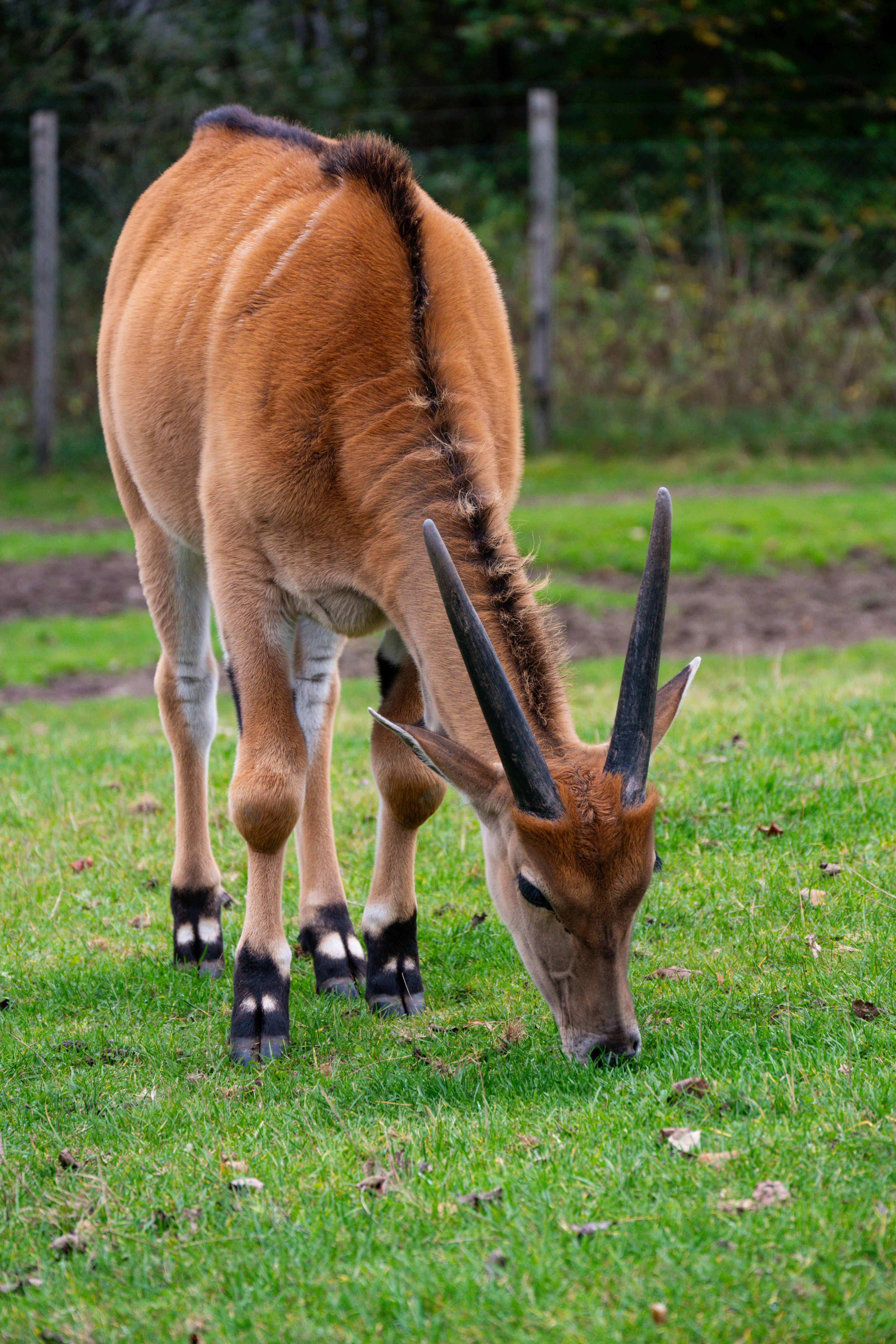 Gemsbok Grazing by the Fence in a Quiet Pasture