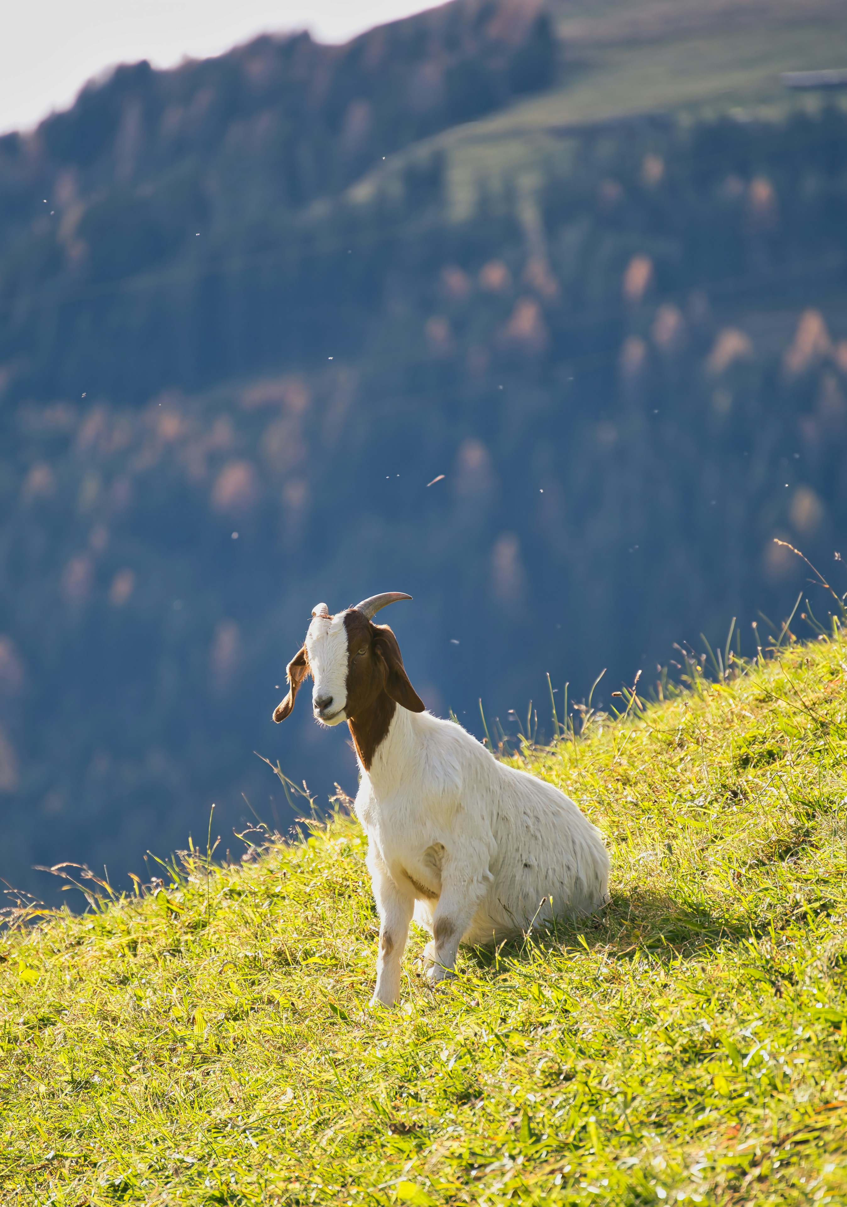 Serene Grazing: A Goat's Day in the Meadow