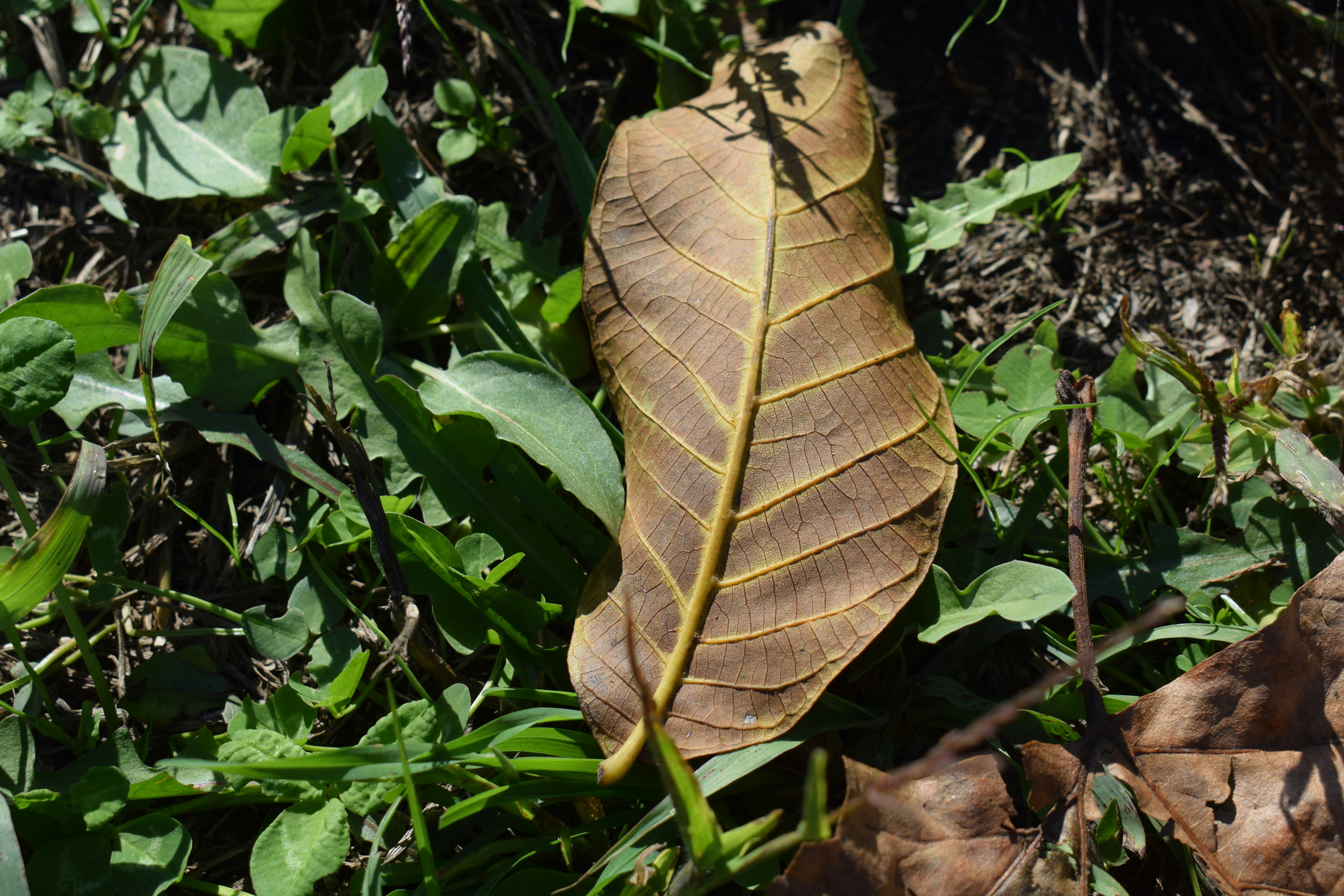 The Quiet Center: A Withered Leaf Framed by Living Green