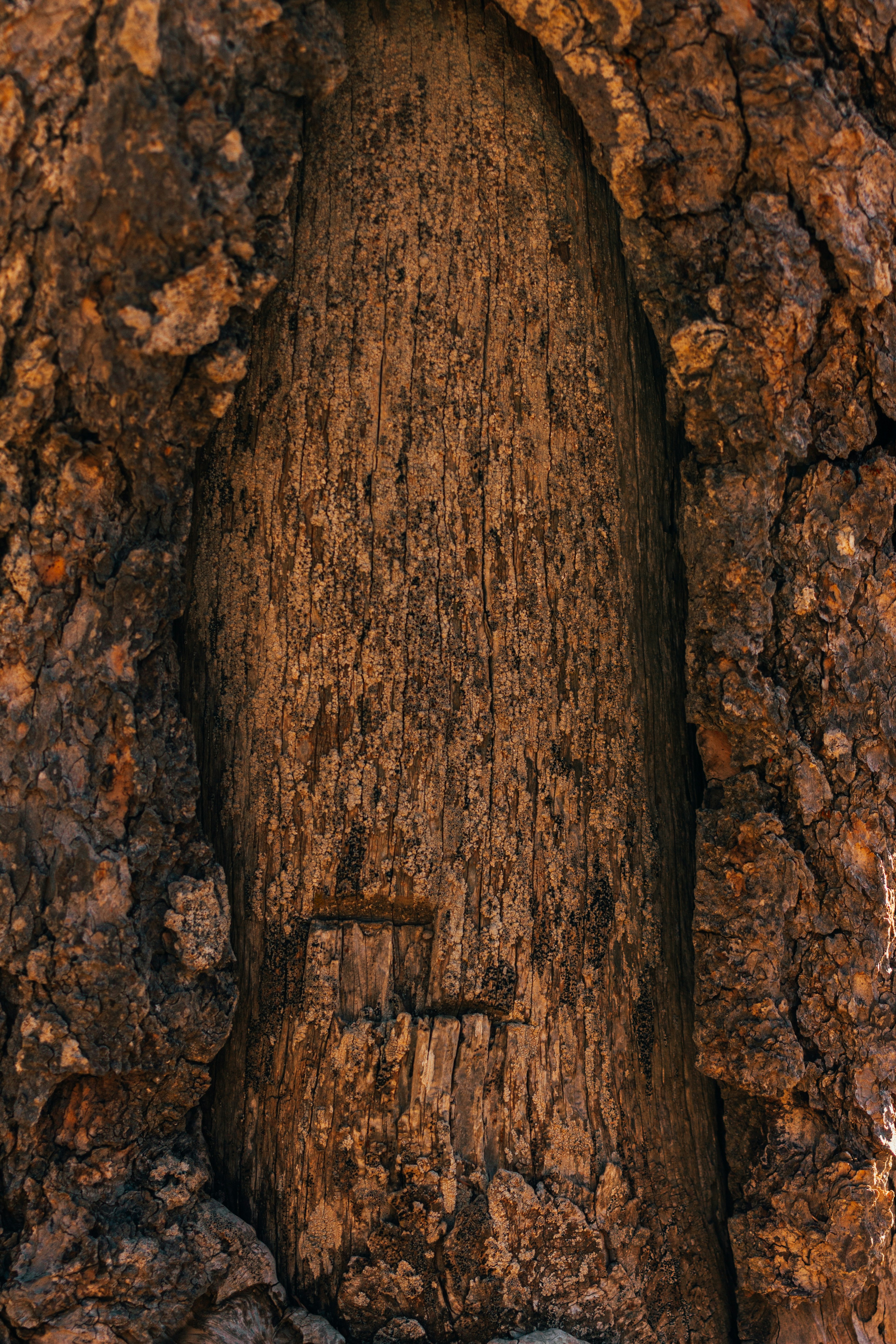 Close-up of textured tree bark with a carved indentation. photo – Free ...