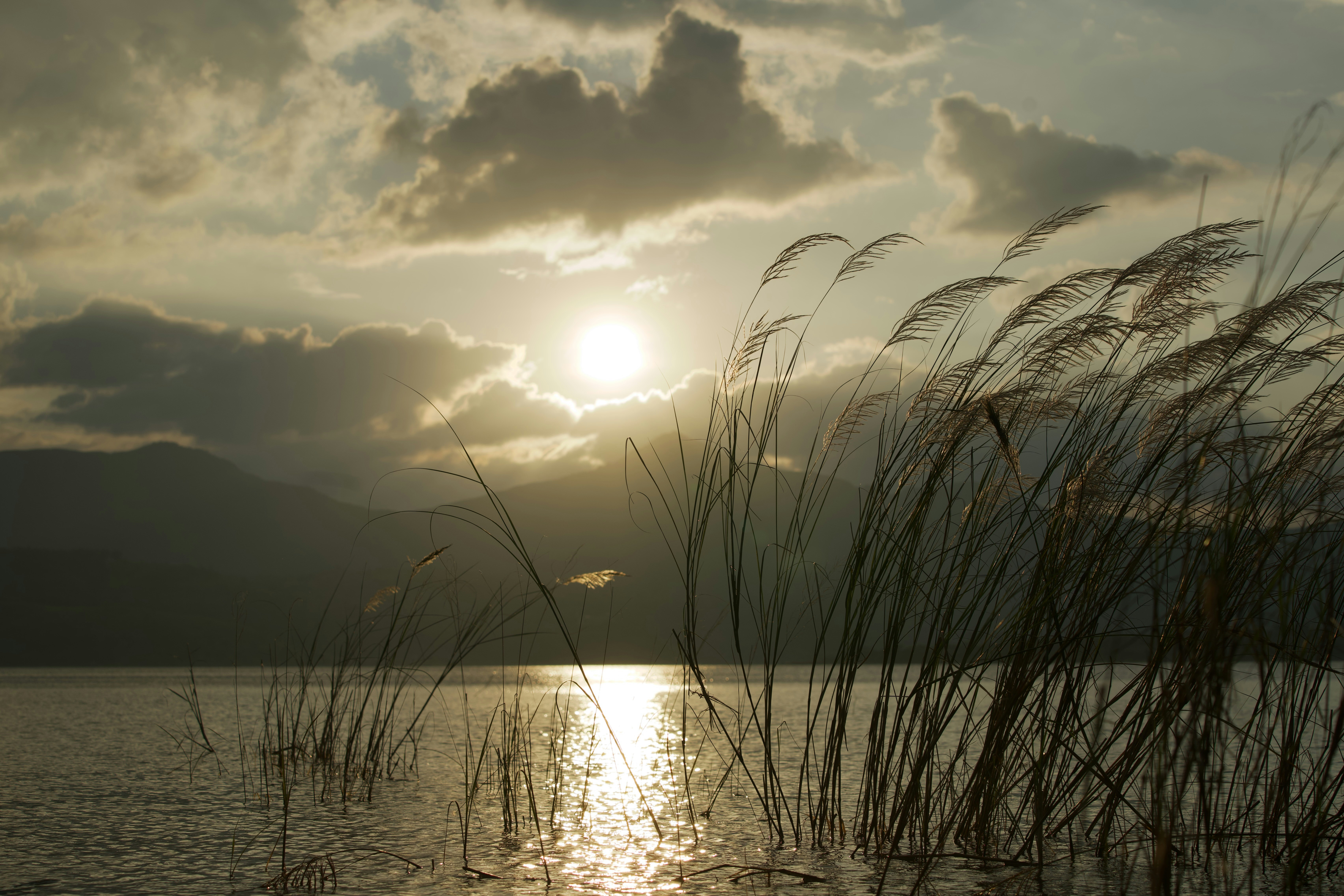 Sun setting over a calm lake with reeds.