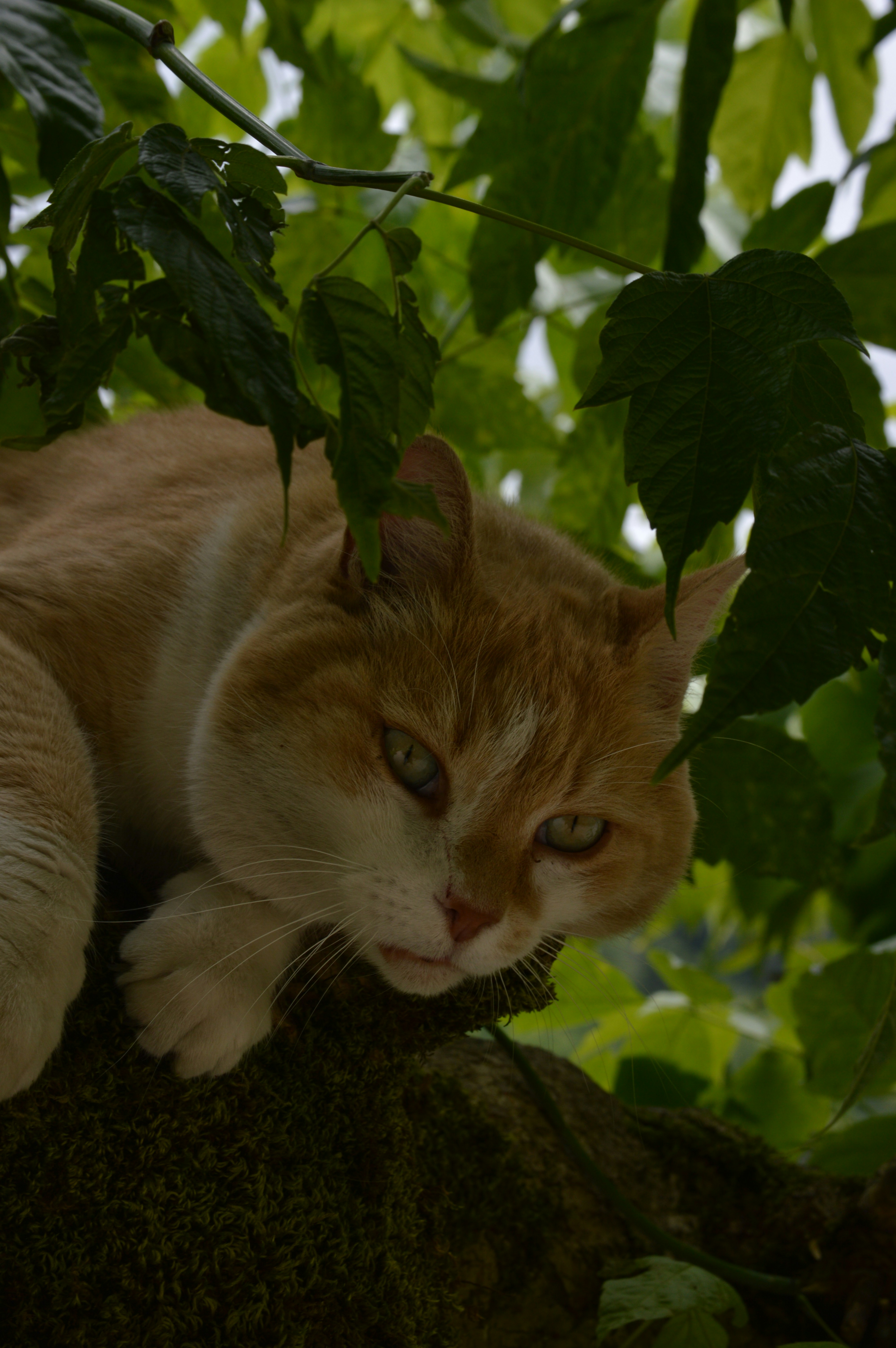 Feline Serenity Amidst Greenery