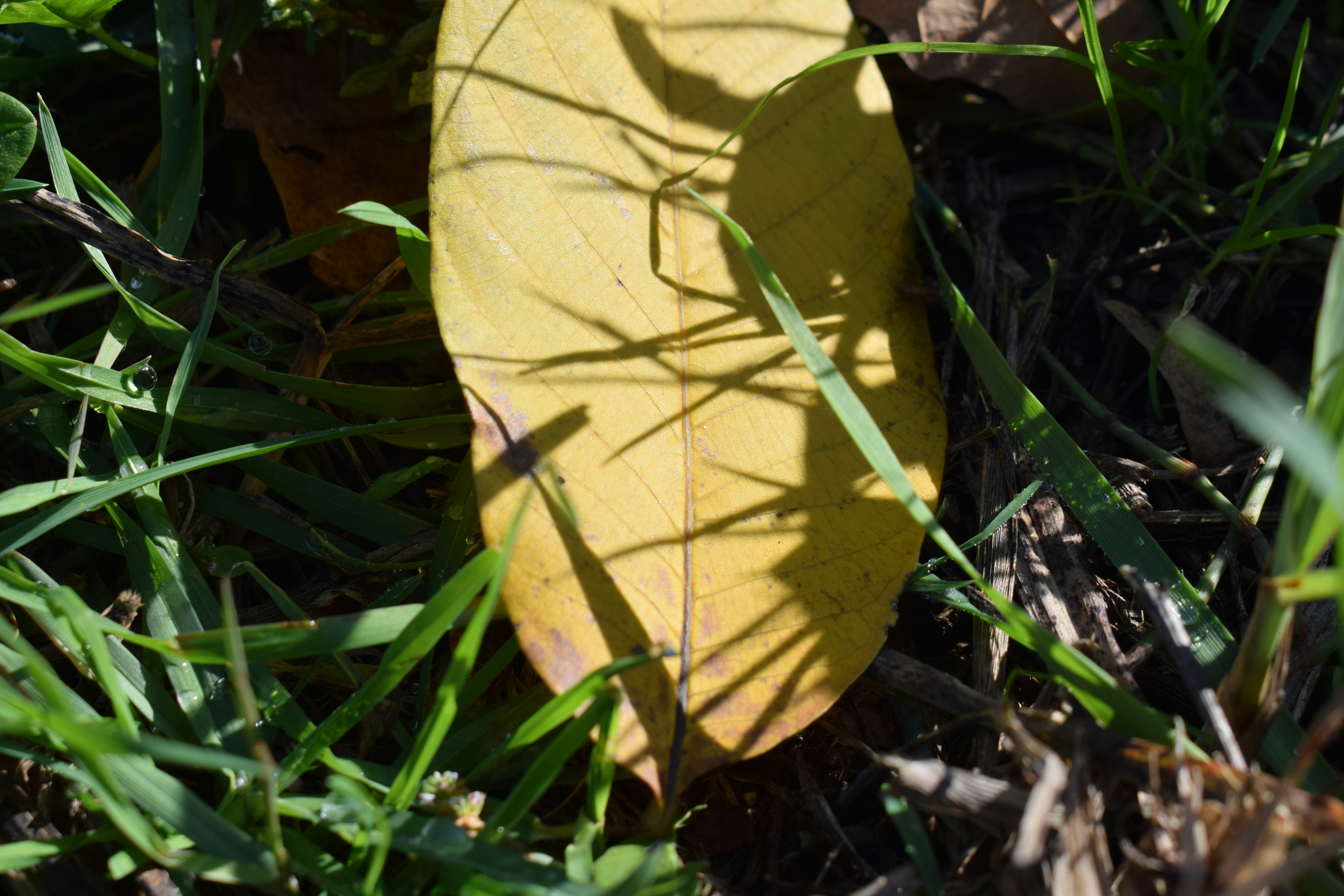A vibrant yellow leaf rests on the ground, casting intricate shadows from surrounding grass. Sunlight highlights its texture and color.