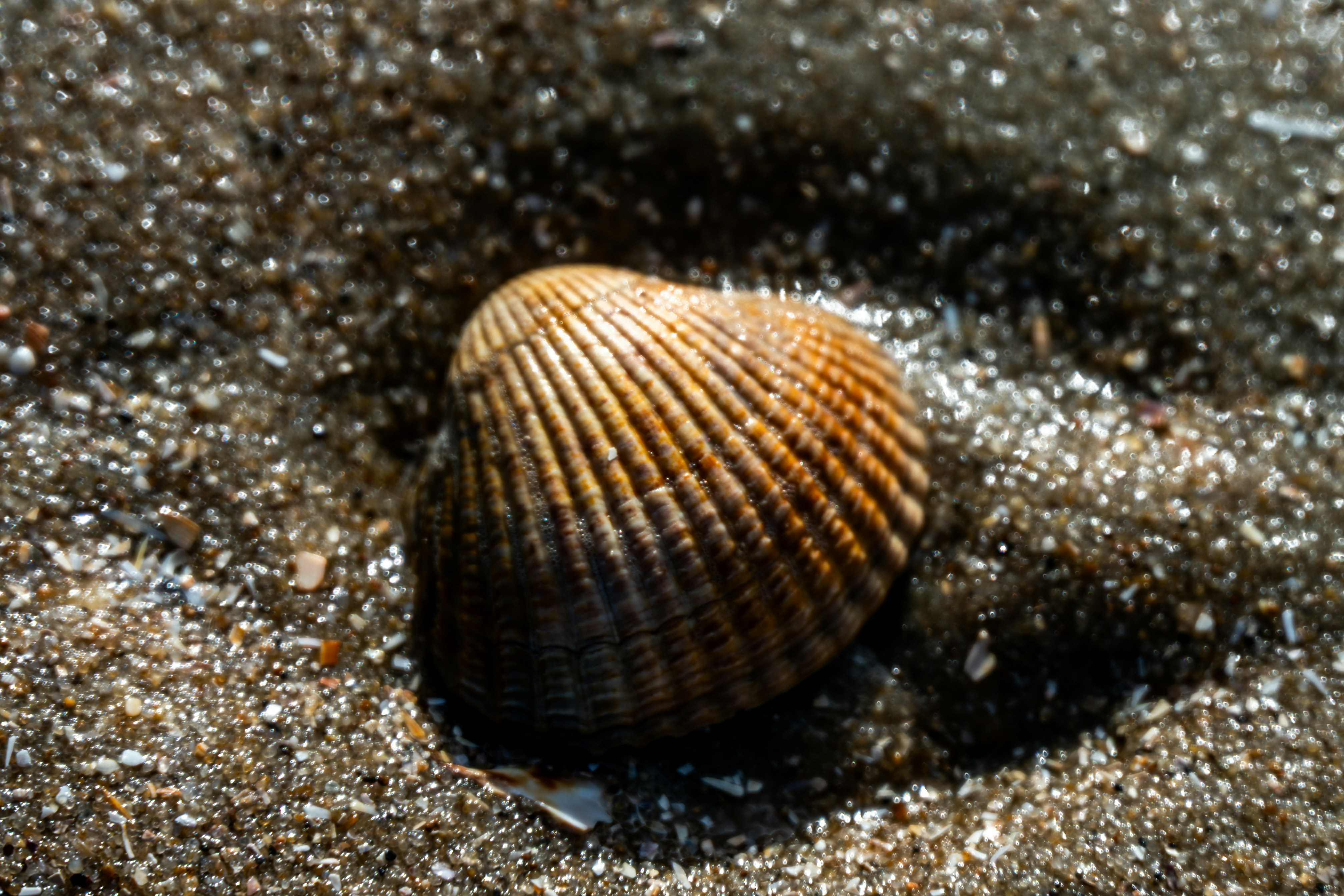 A single seashell resting on wet sand.