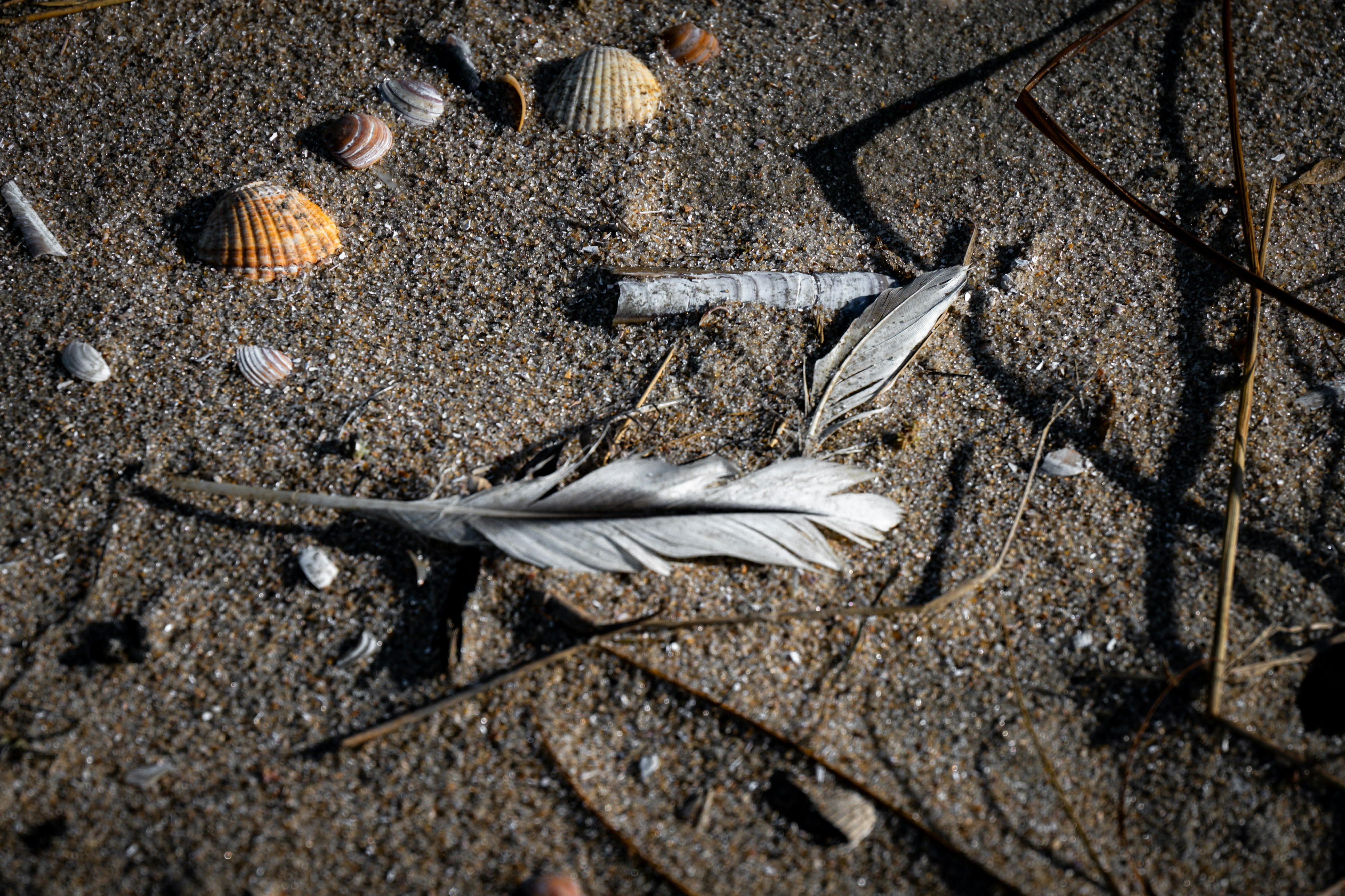 Feather Across Sand: A Quiet Diagonal on a Shell-Strewn Beach