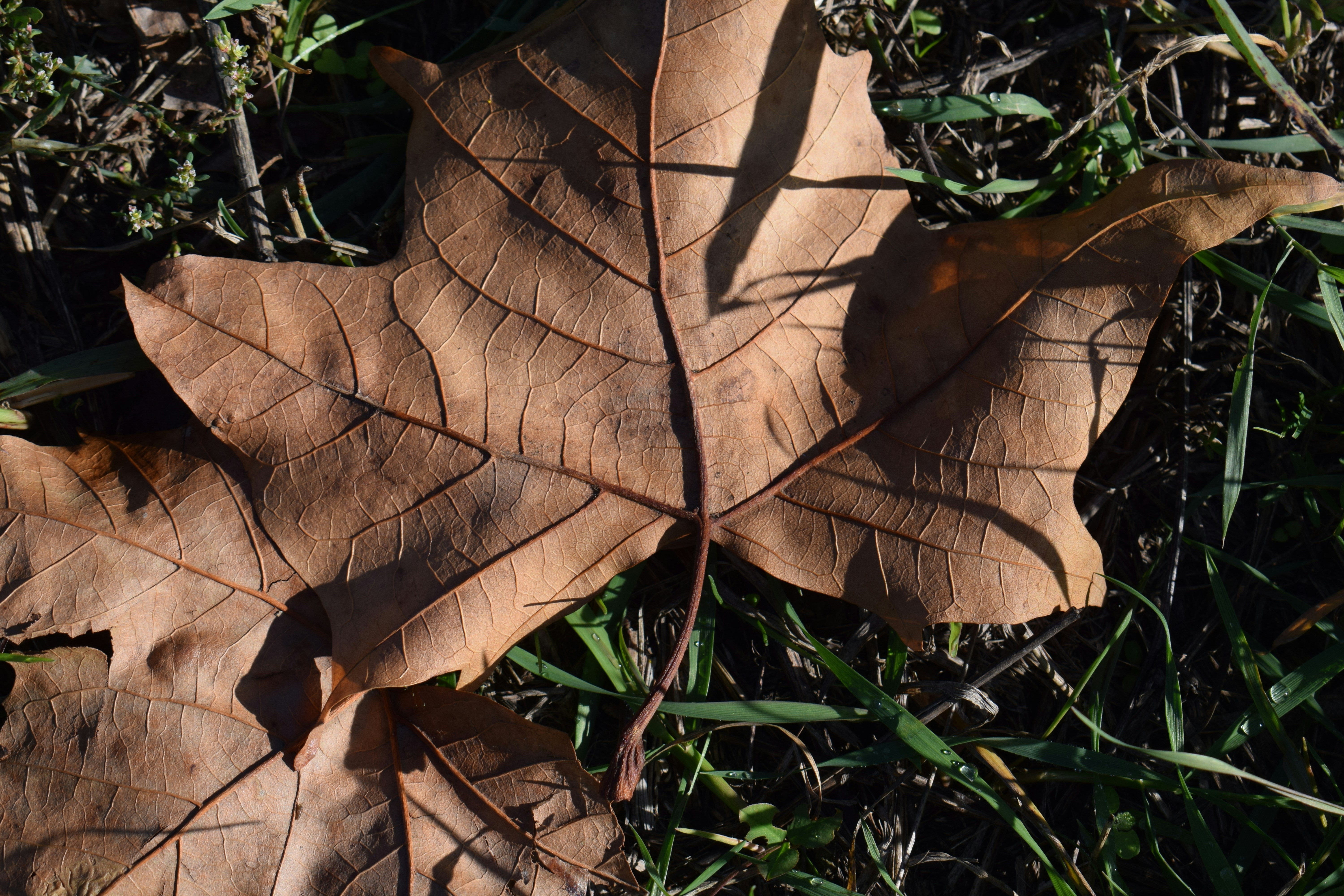 Large, dried maple leaves resting on green grass, showcasing intricate vein patterns and earthy tones.