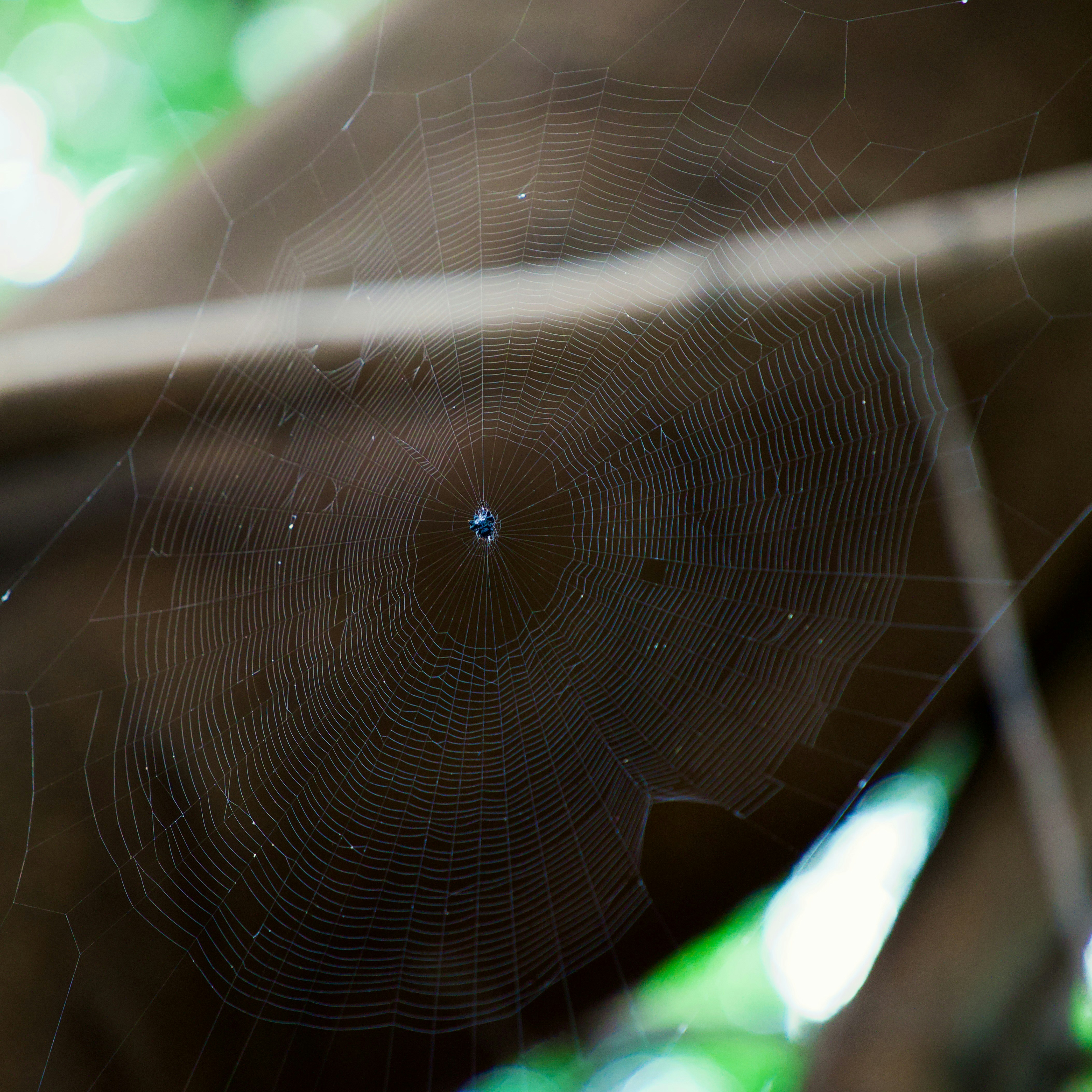 A detailed spiderweb with a small spider in the center.