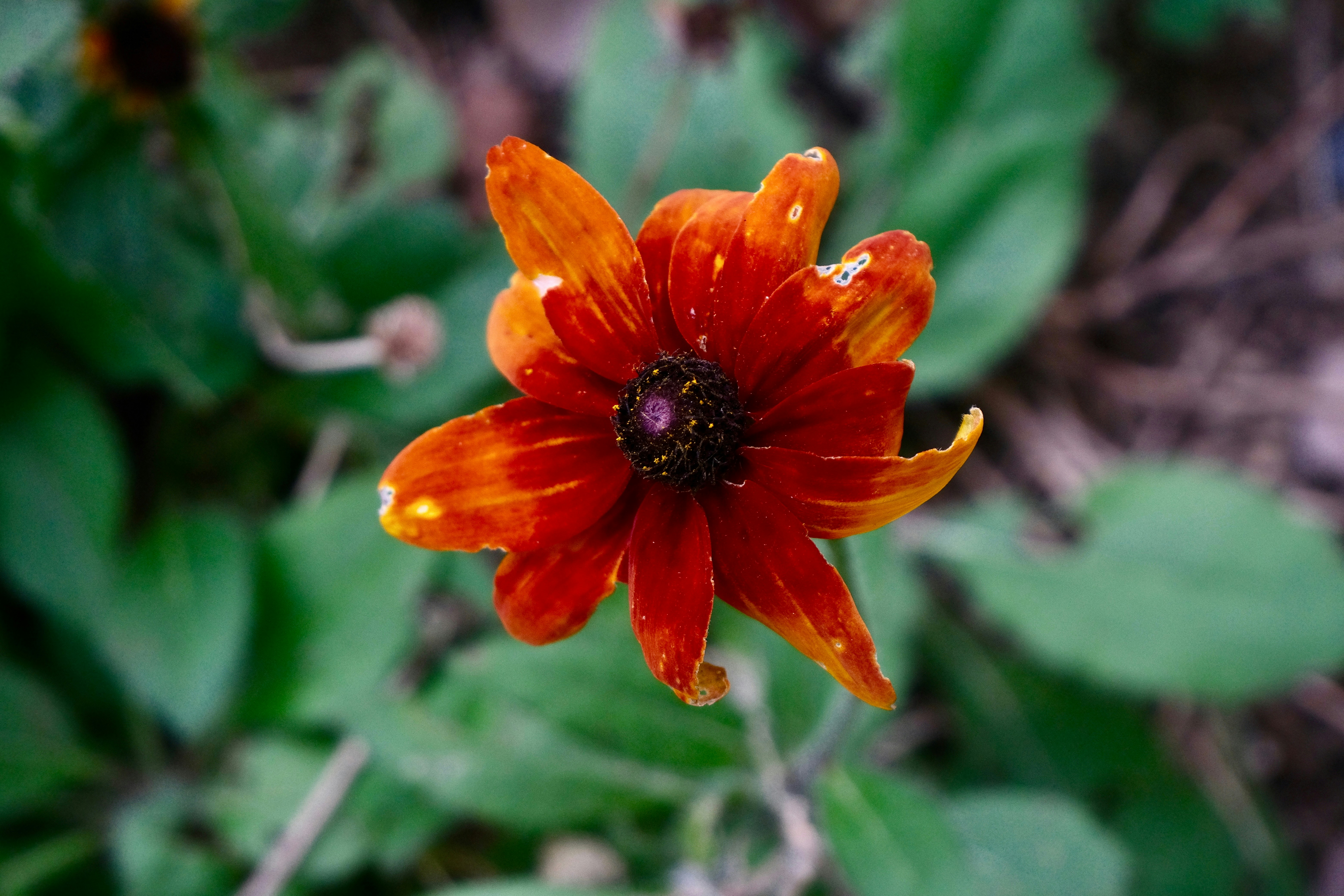 Fiery Blossom Amidst Verdant Serenity