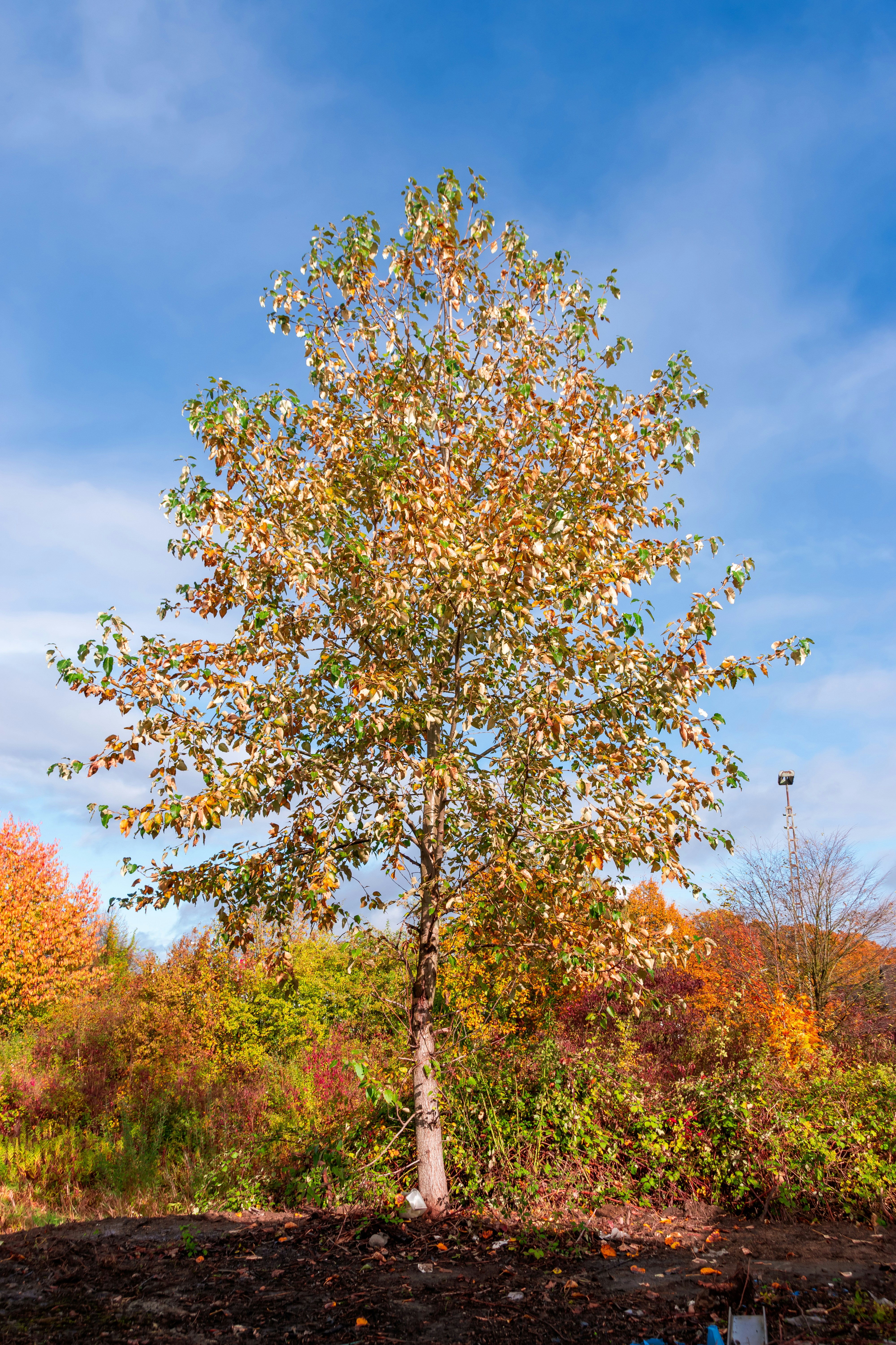 Lone Autumn Canopy Reaching Toward a Cerulean Sky
