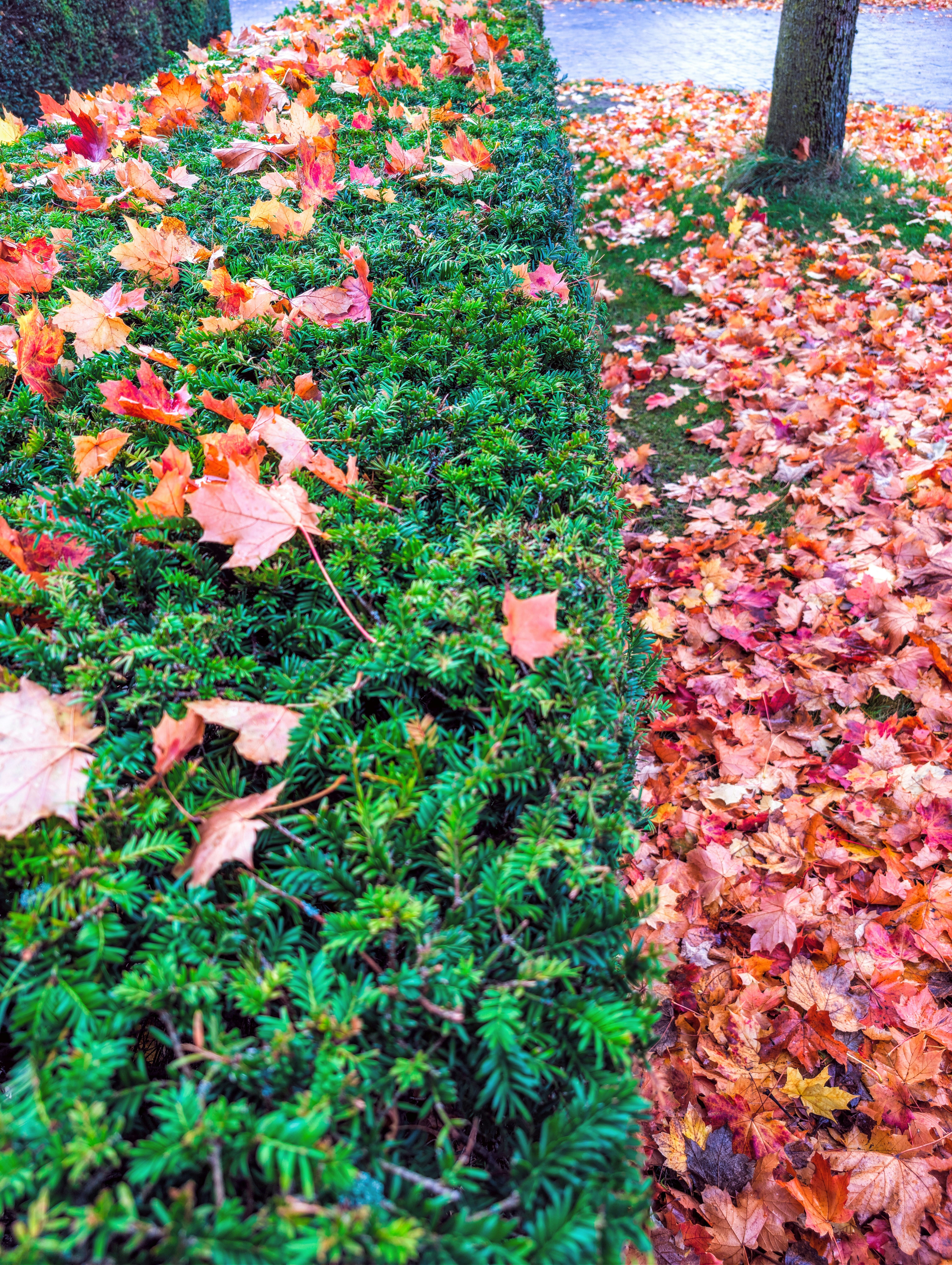 Vibrant autumn leaves scattered atop a lush hedge, contrasting with a carpet of fallen foliage nearby.
