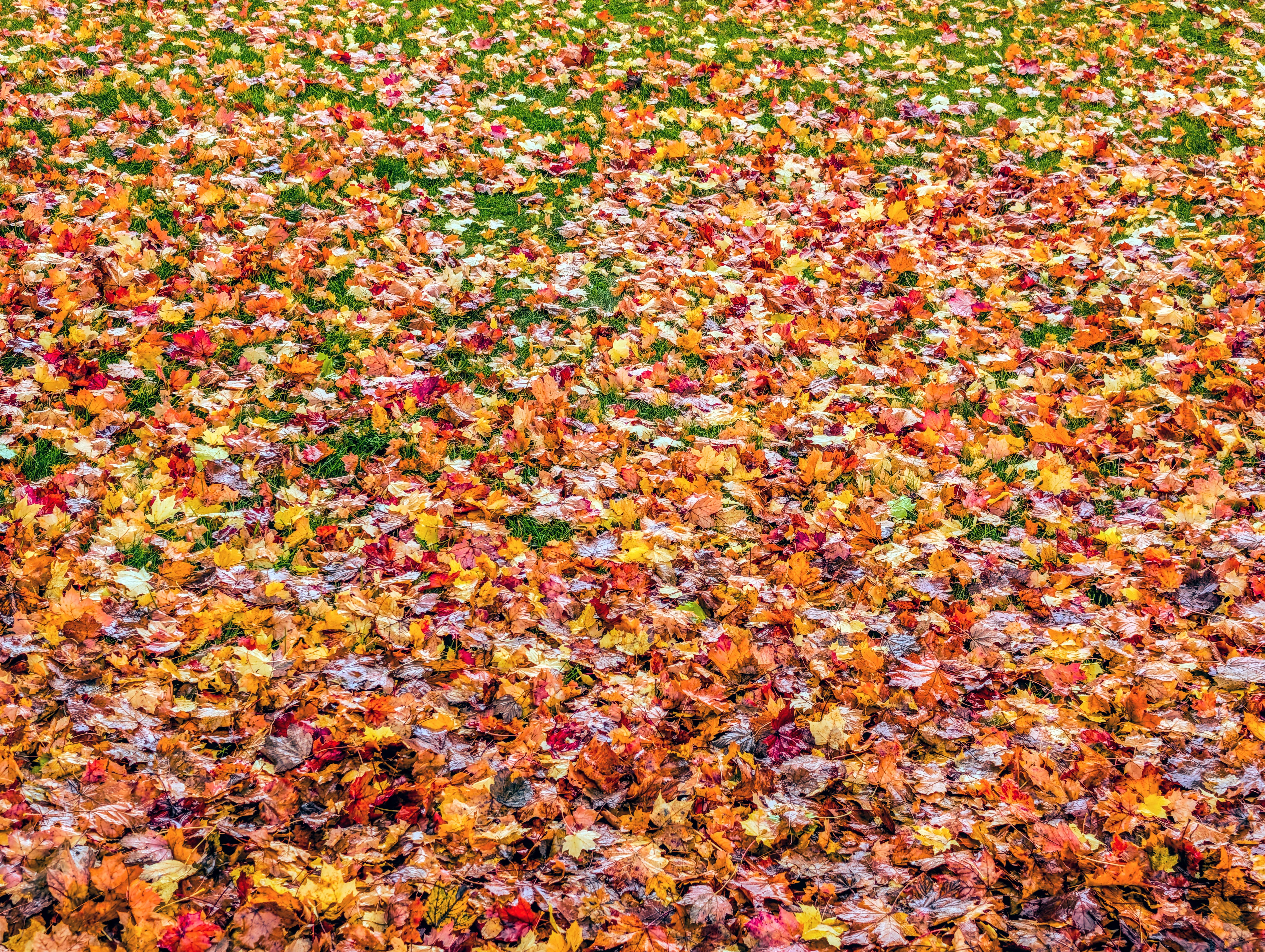 Colorful autumn leaves blanket the ground, creating a vibrant patchwork of reds, oranges, and yellows. The scene captures the essence of fall's transition.
