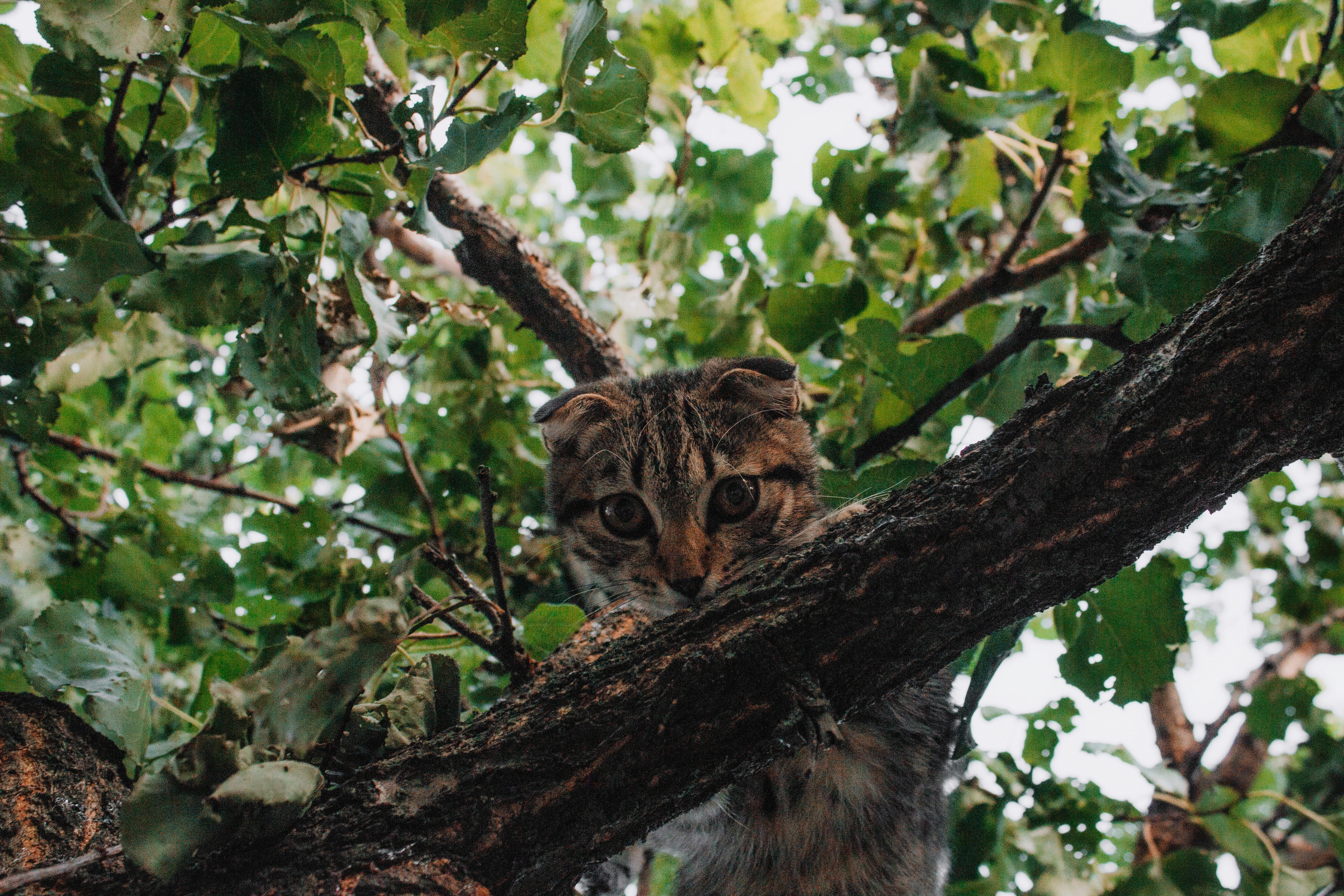 AI Self-Service Scheduling for Busy Vet Teams