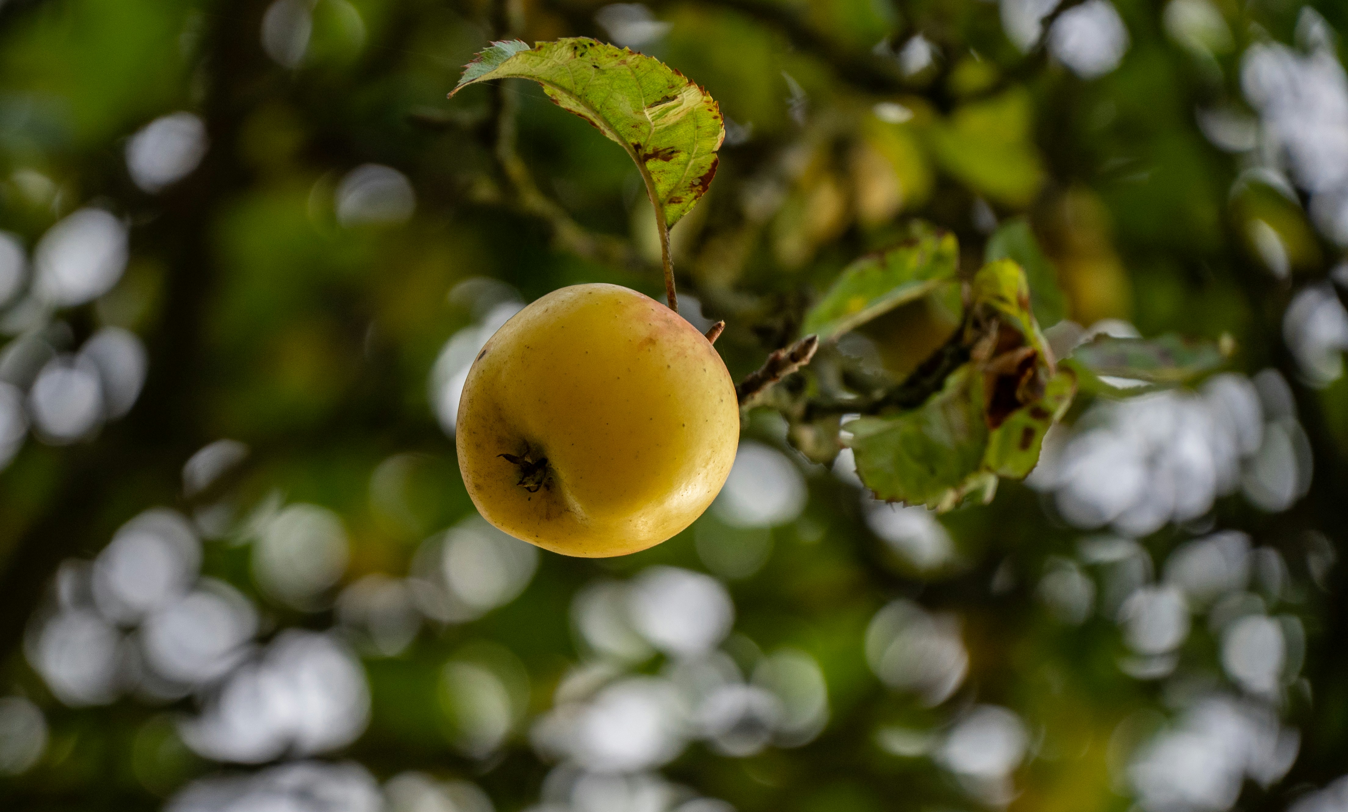 A single yellow apple hangs from a tree branch. photo – Free Food Image ...