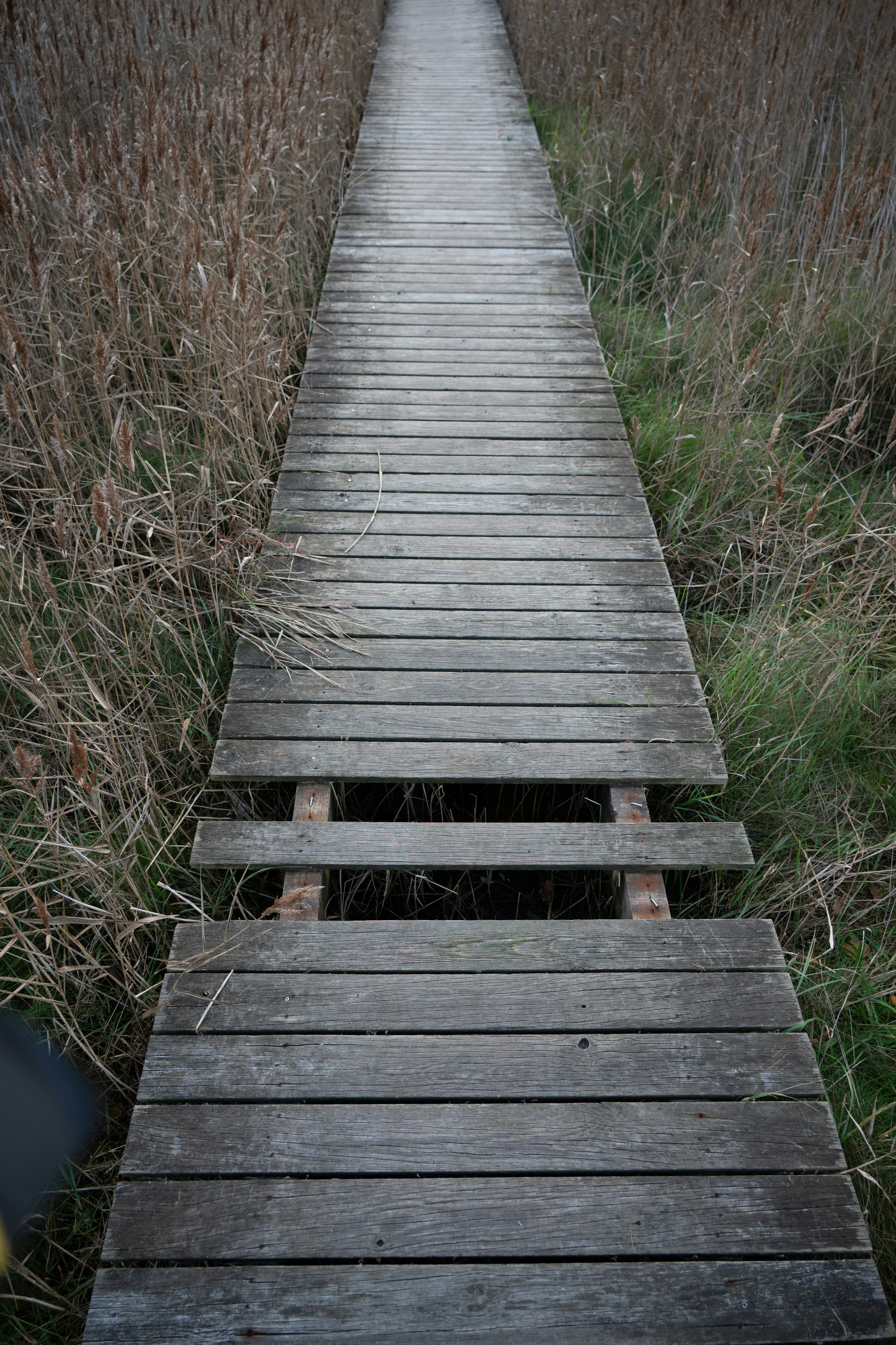 Pathway Through Nature's Embrace