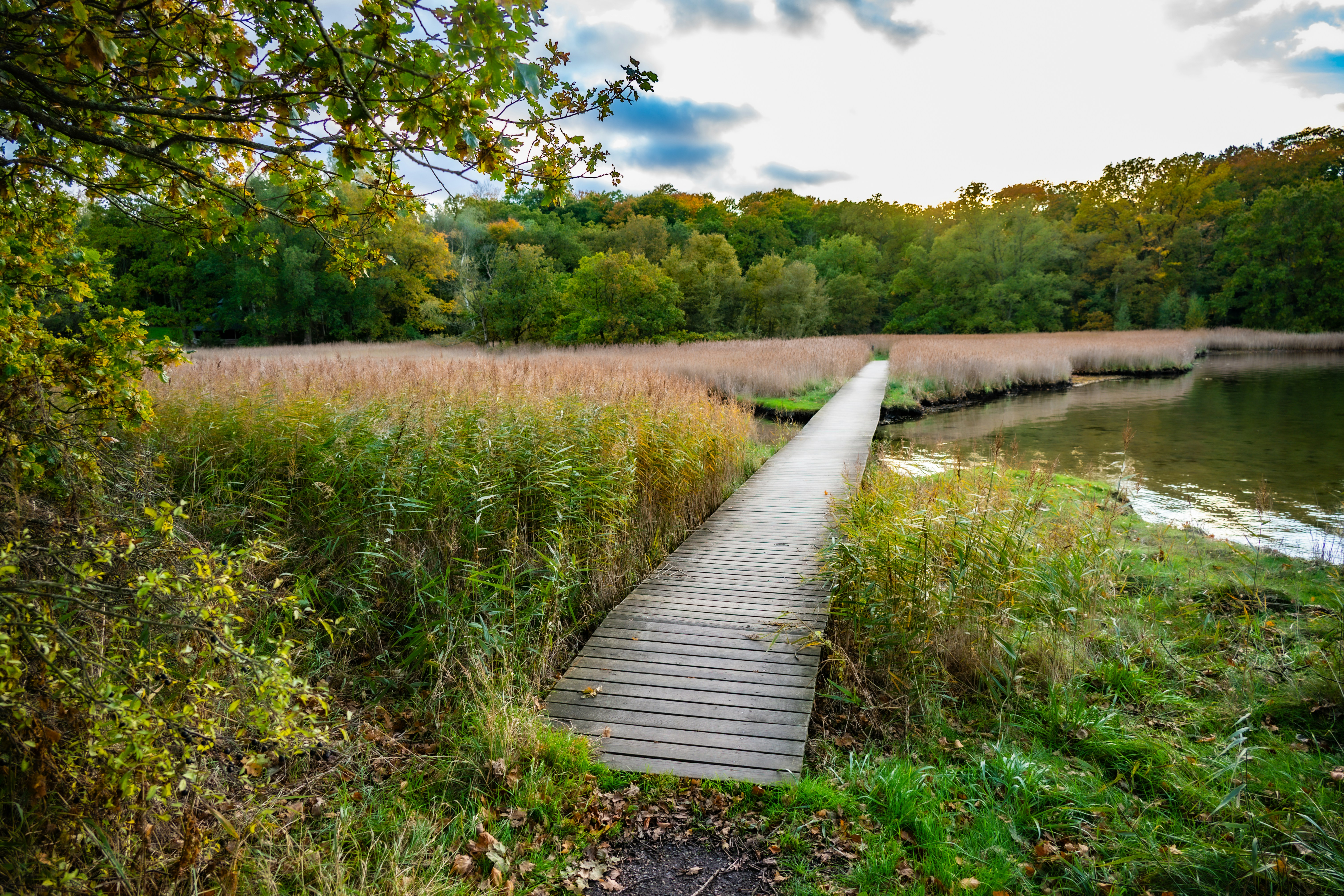 Vanishing Boardwalk Through a Golden Marsh