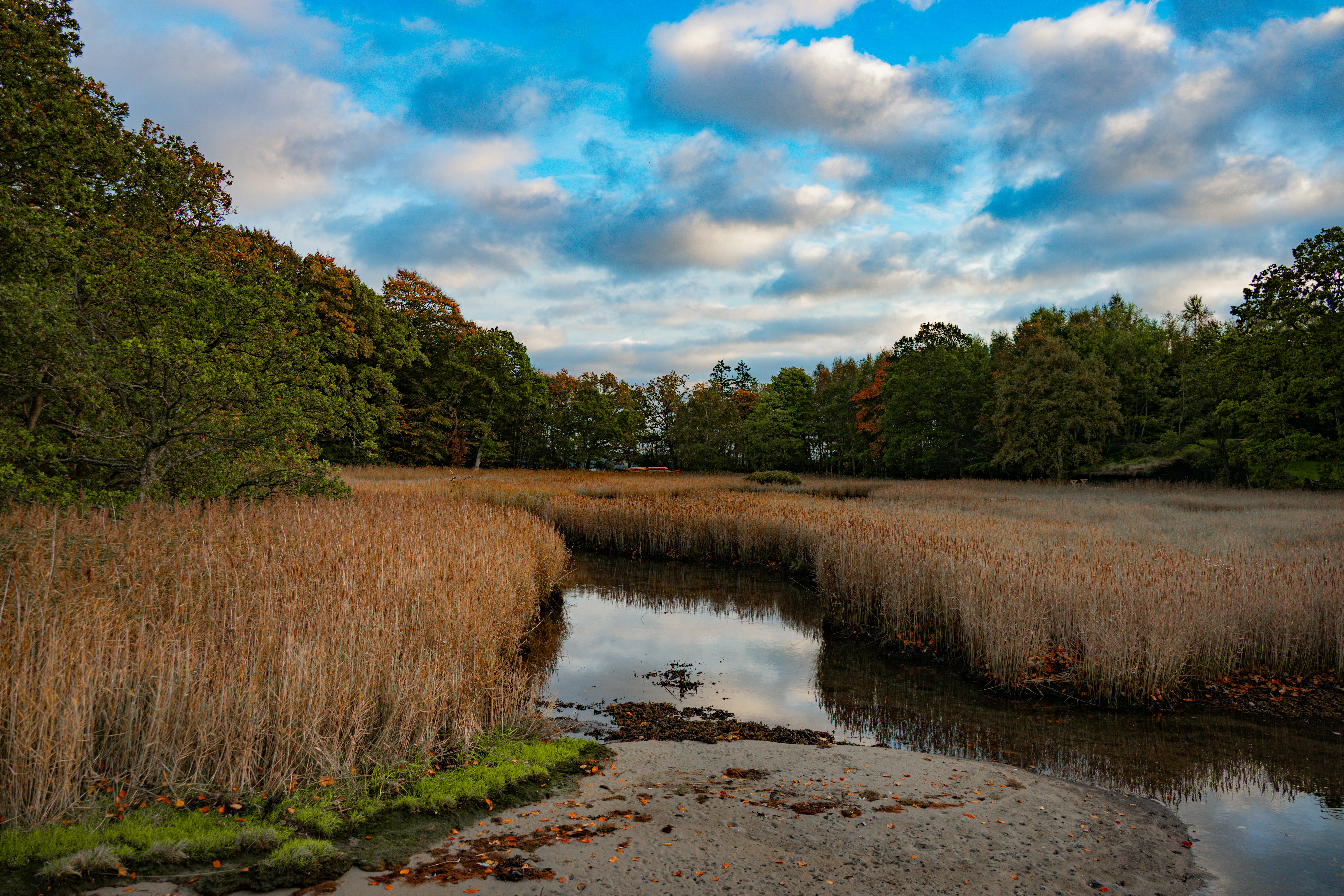 A tranquil marshland scene featuring tall grasses and a winding stream, framed by vibrant autumn foliage under a cloudy sky.