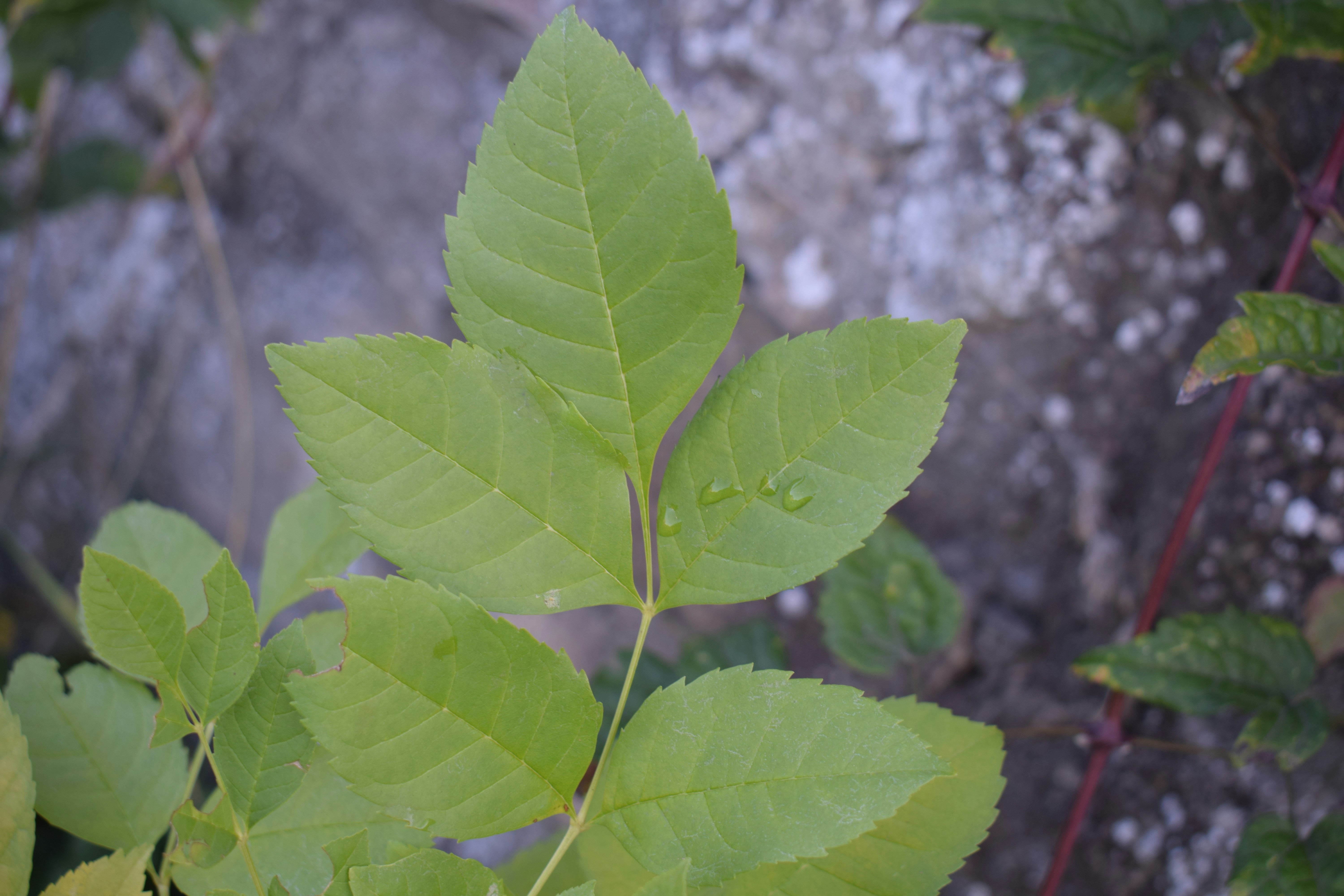 Emerald Green Symphony: Nature's Leafy Palette