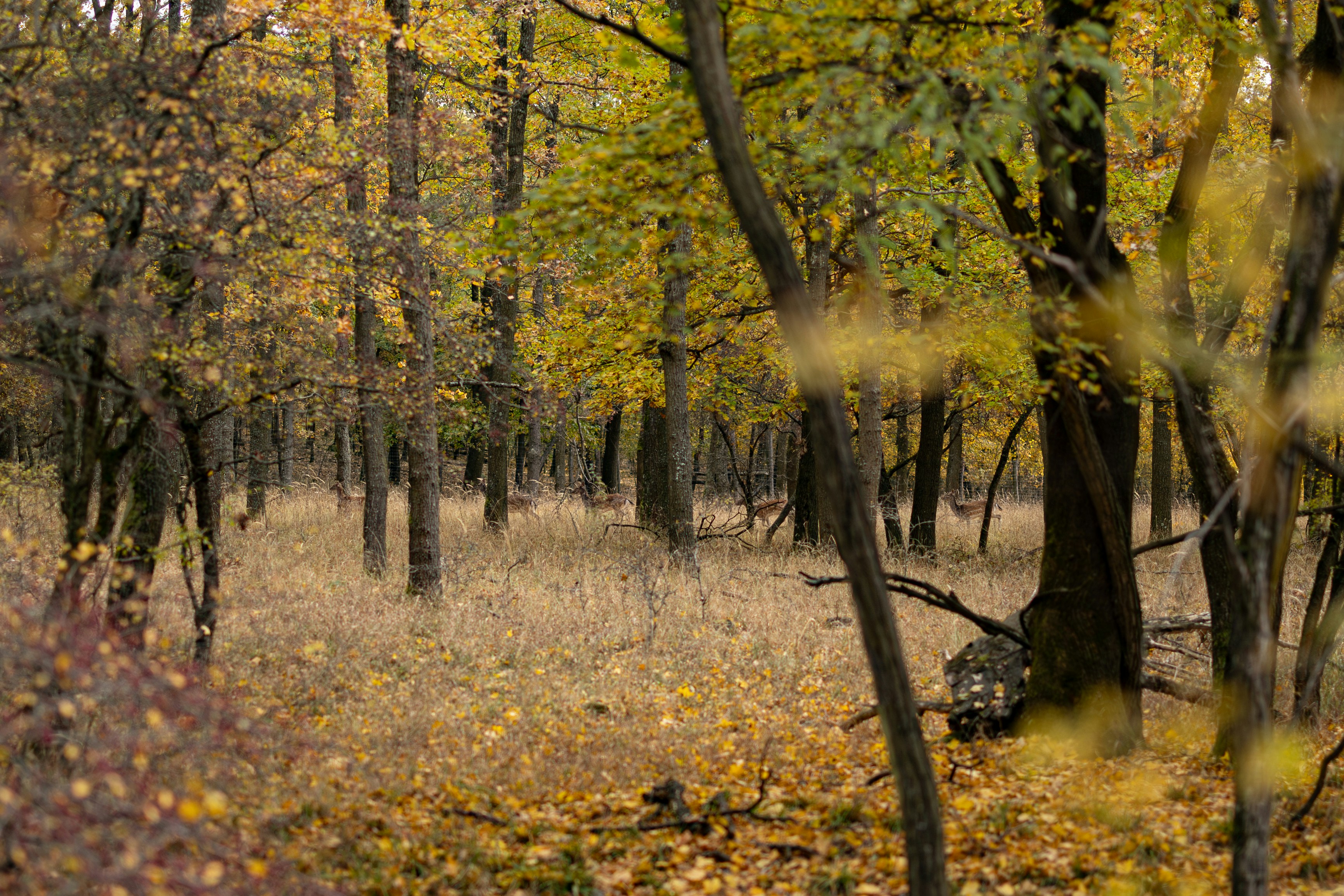 Golden leaves blanket the forest floor, while tall trees stand sentinel in a tranquil autumn landscape.