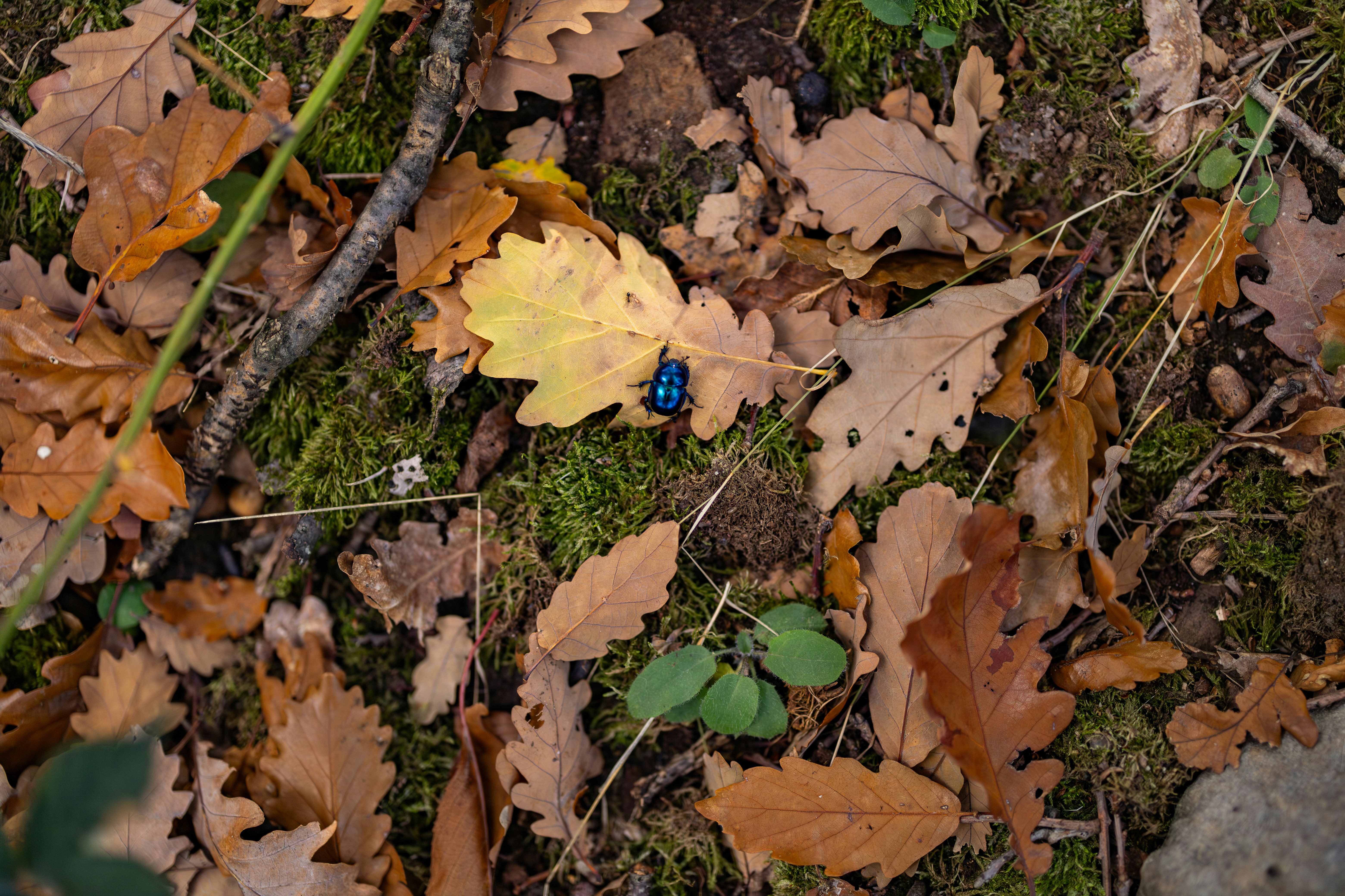 A vibrant blue beetle rests on a bed of autumn leaves, showcasing the contrast between its color and the earthy tones surrounding it.